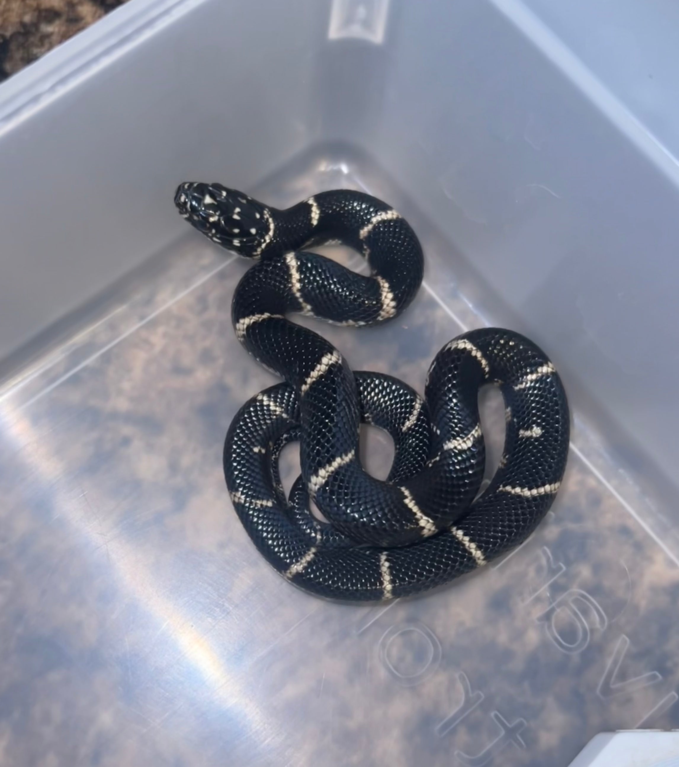 Eastern King Snake For Sale | American Reptile Distributors