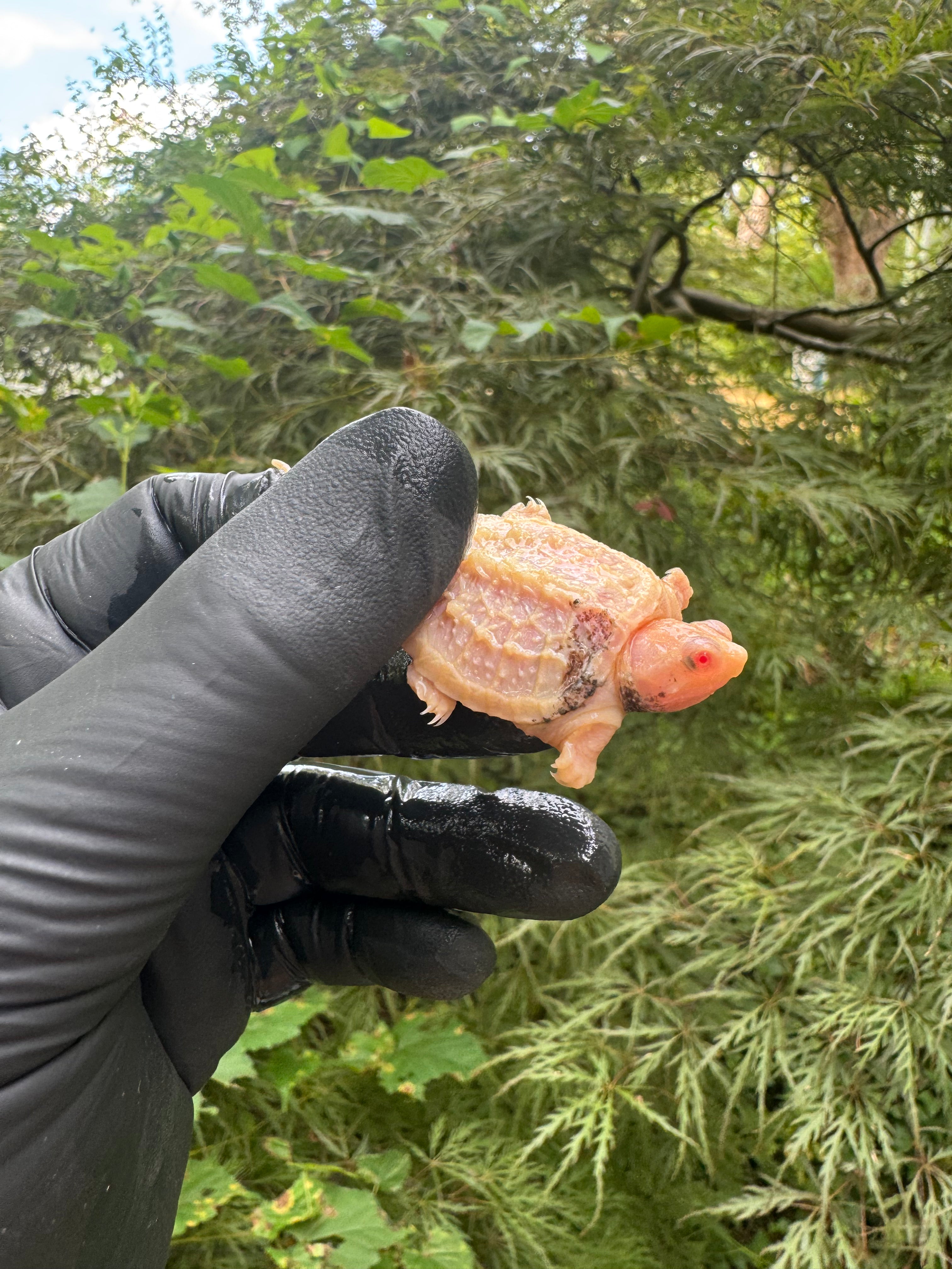 Baby Albino Common Snapping Turtles For Sale | American Reptile ...
