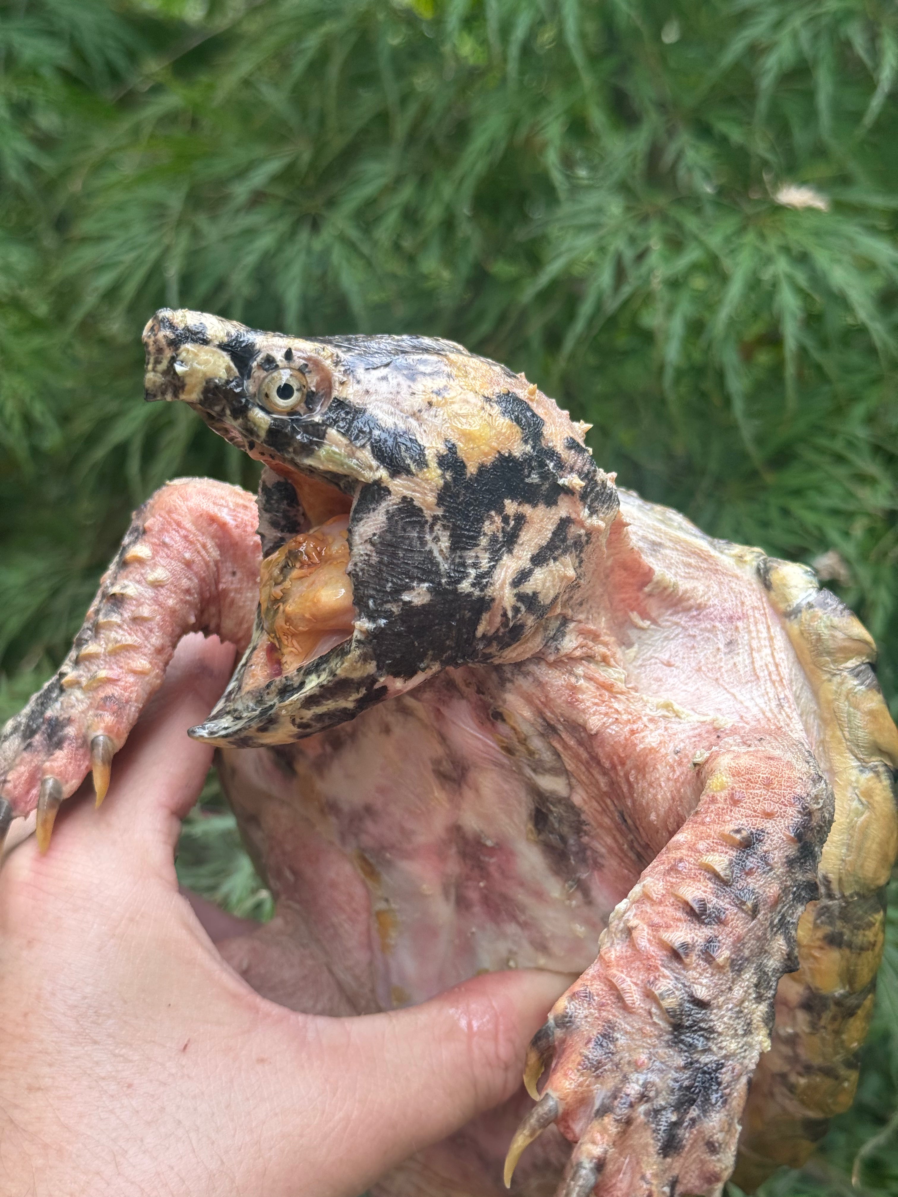 Hypomelanistic Pink Alligator Snapping Turtles For Sale | American ...