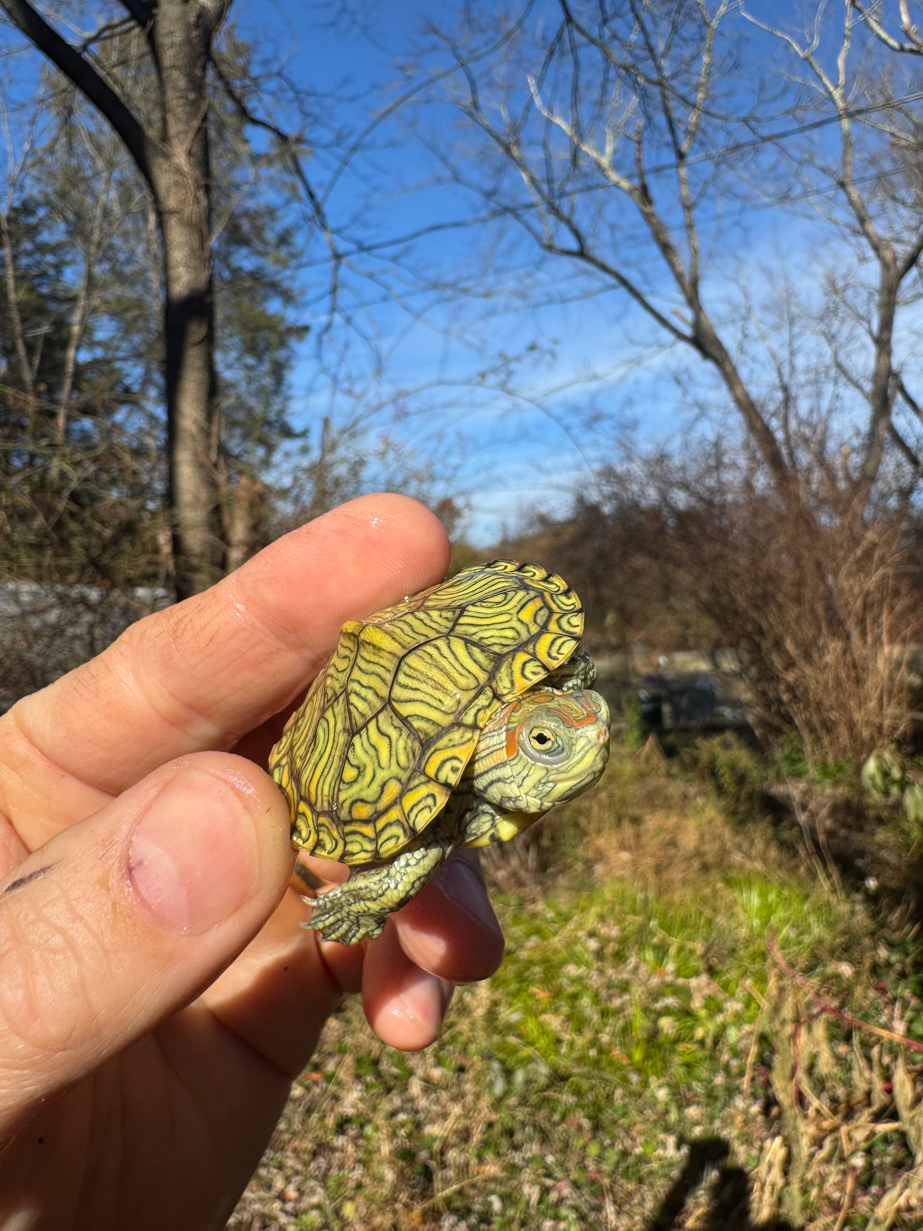 Mitch Clown Red Eared Slider Turtles For Sale | American Reptile ...