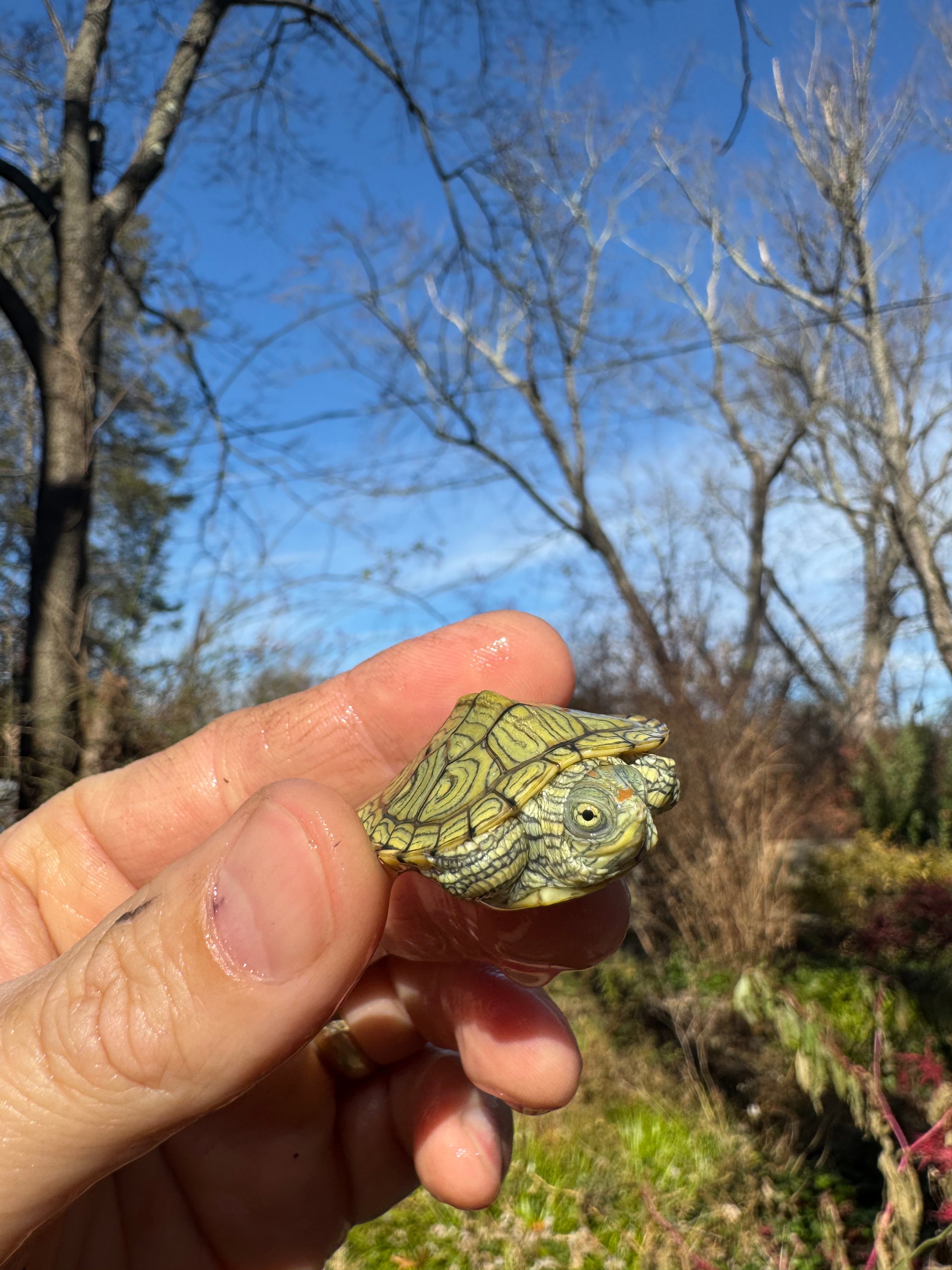 Mitch Clown Red Eared Slider Turtles For Sale | American Reptile ...