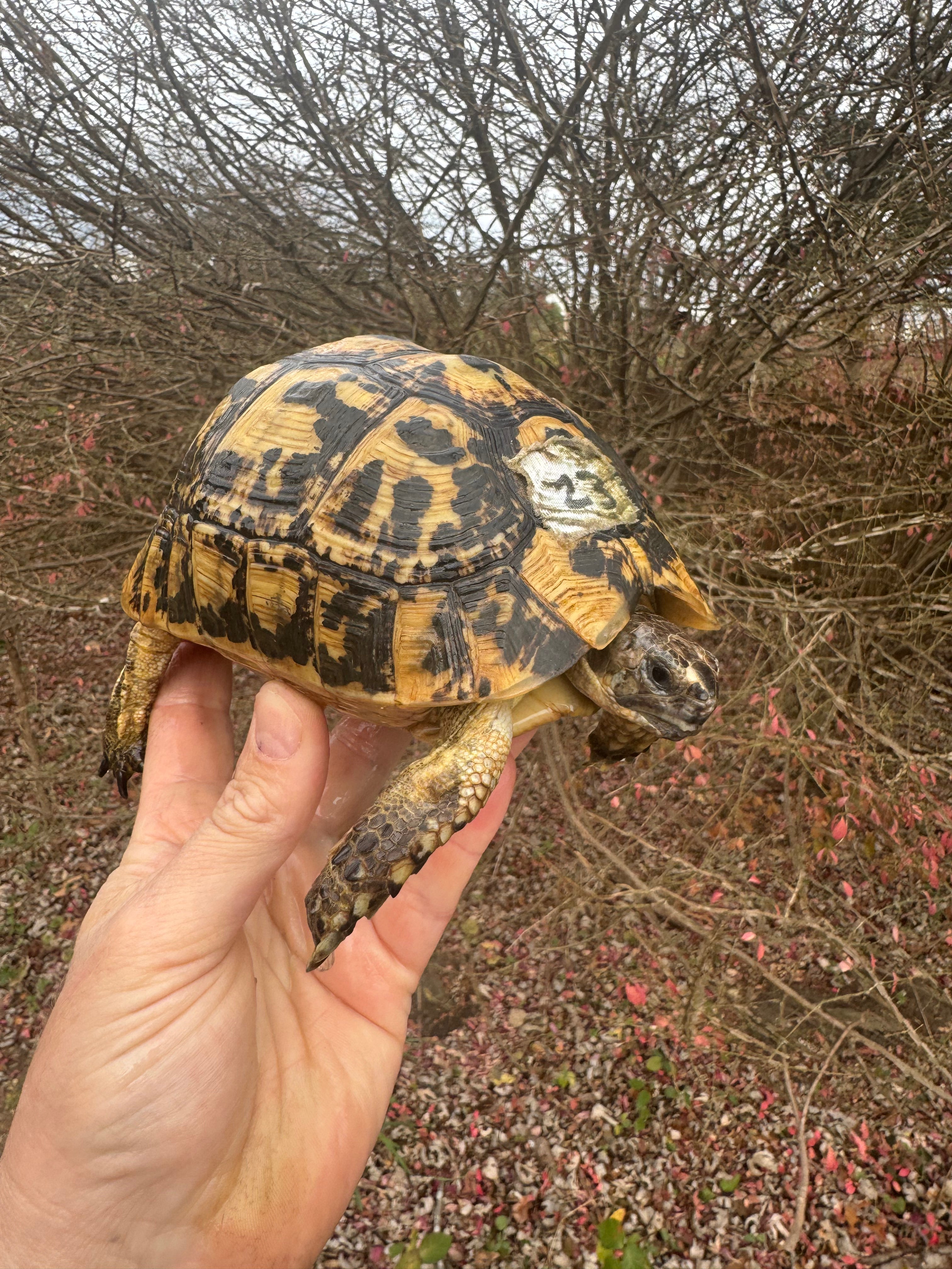 Libyan Greek Tortoise For Sale | American Reptile Distributors