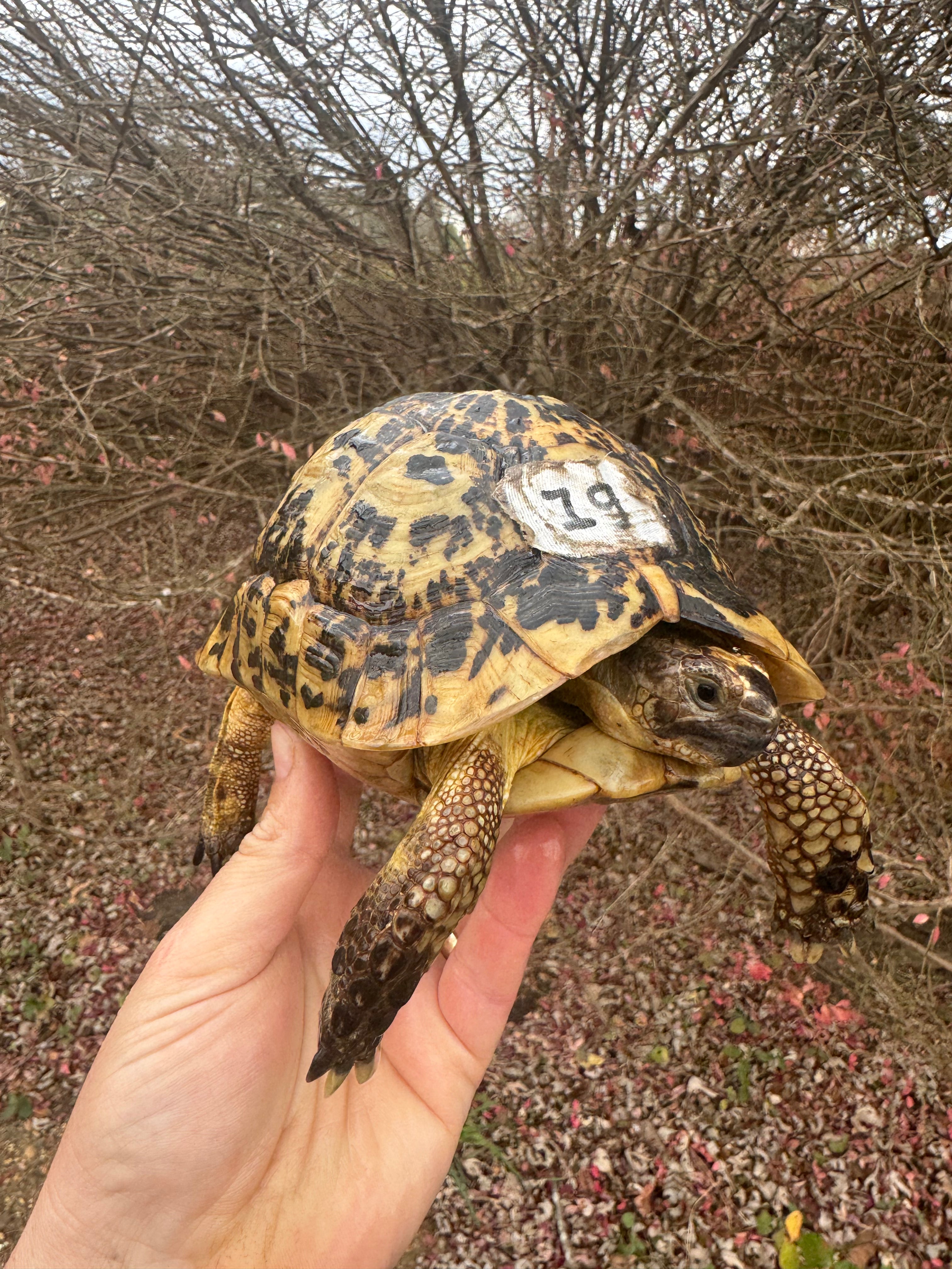 Libyan Greek Tortoise For Sale | American Reptile Distributors