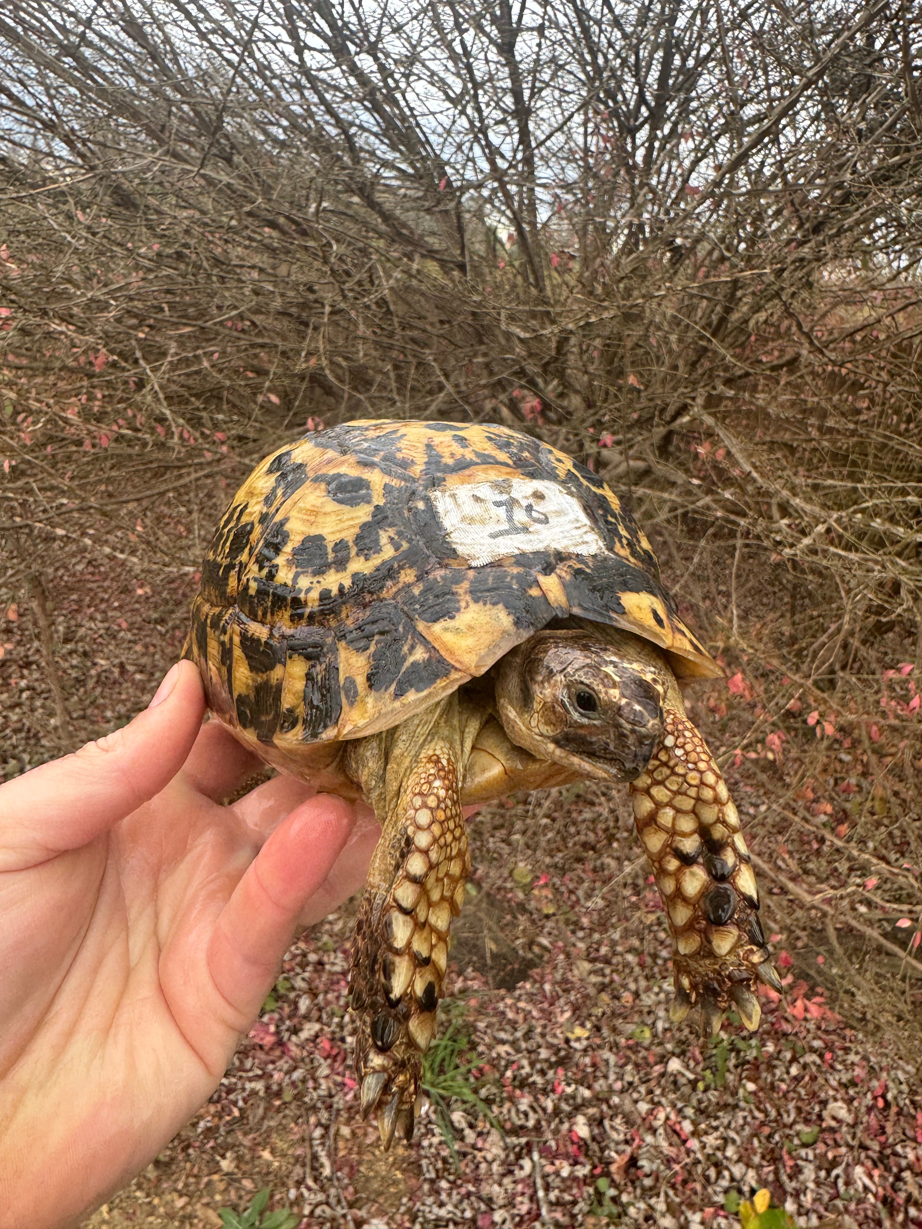 Libyan Greek Tortoise For Sale | American Reptile Distributors