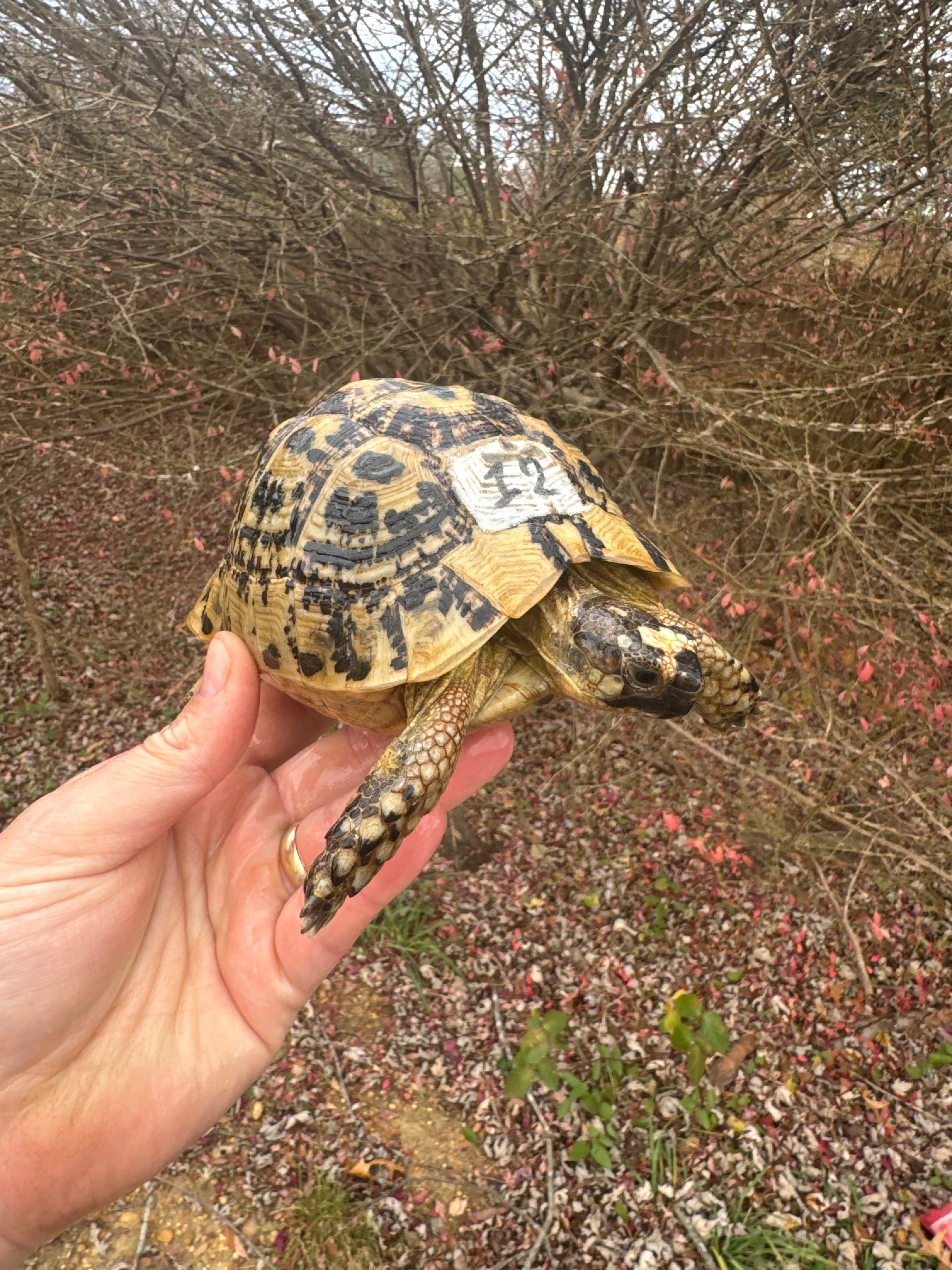 Libyan Greek Tortoise For Sale | American Reptile Distributors