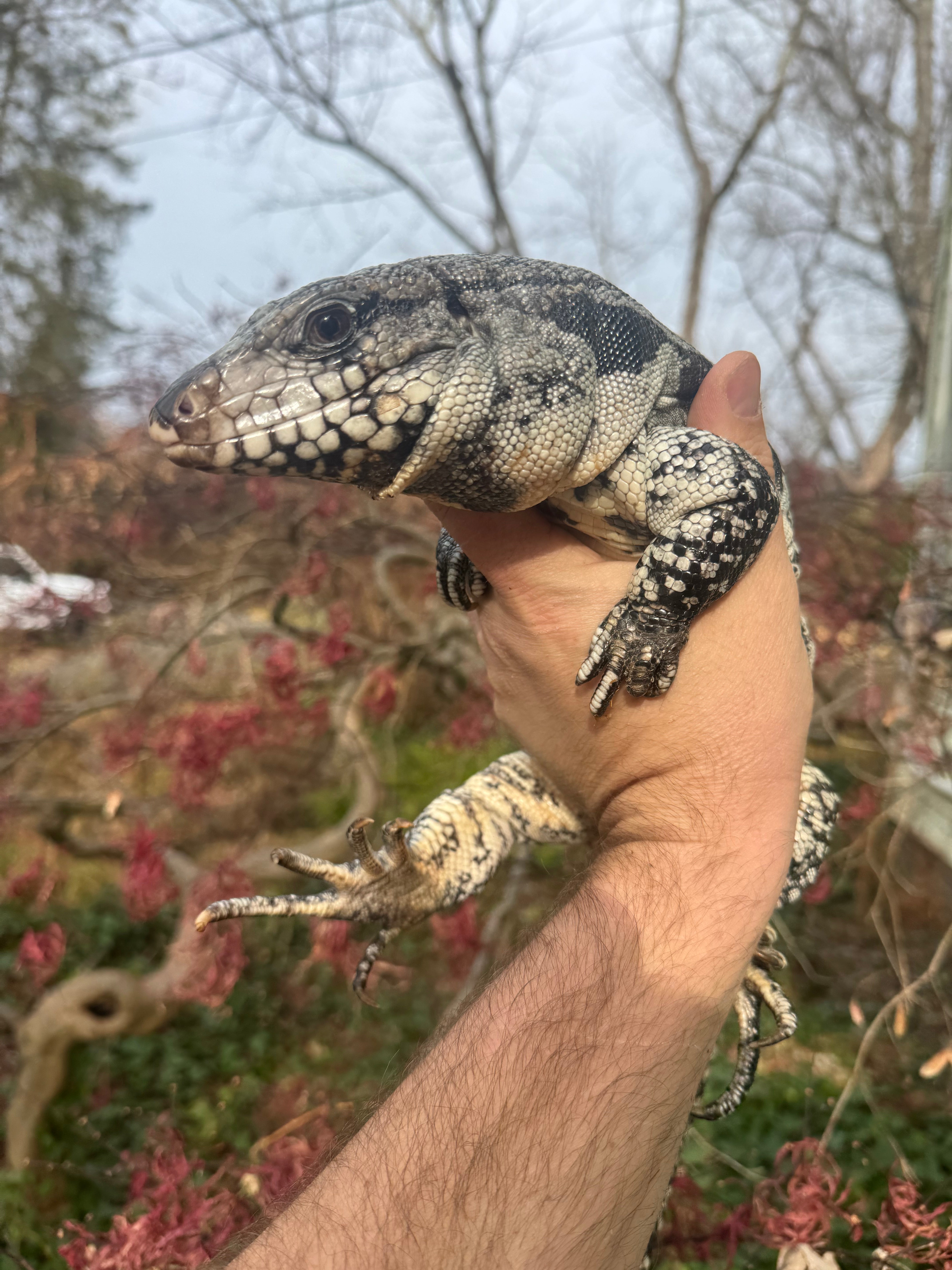 Blue Tegu Adult For Sale | American Reptile Distributors