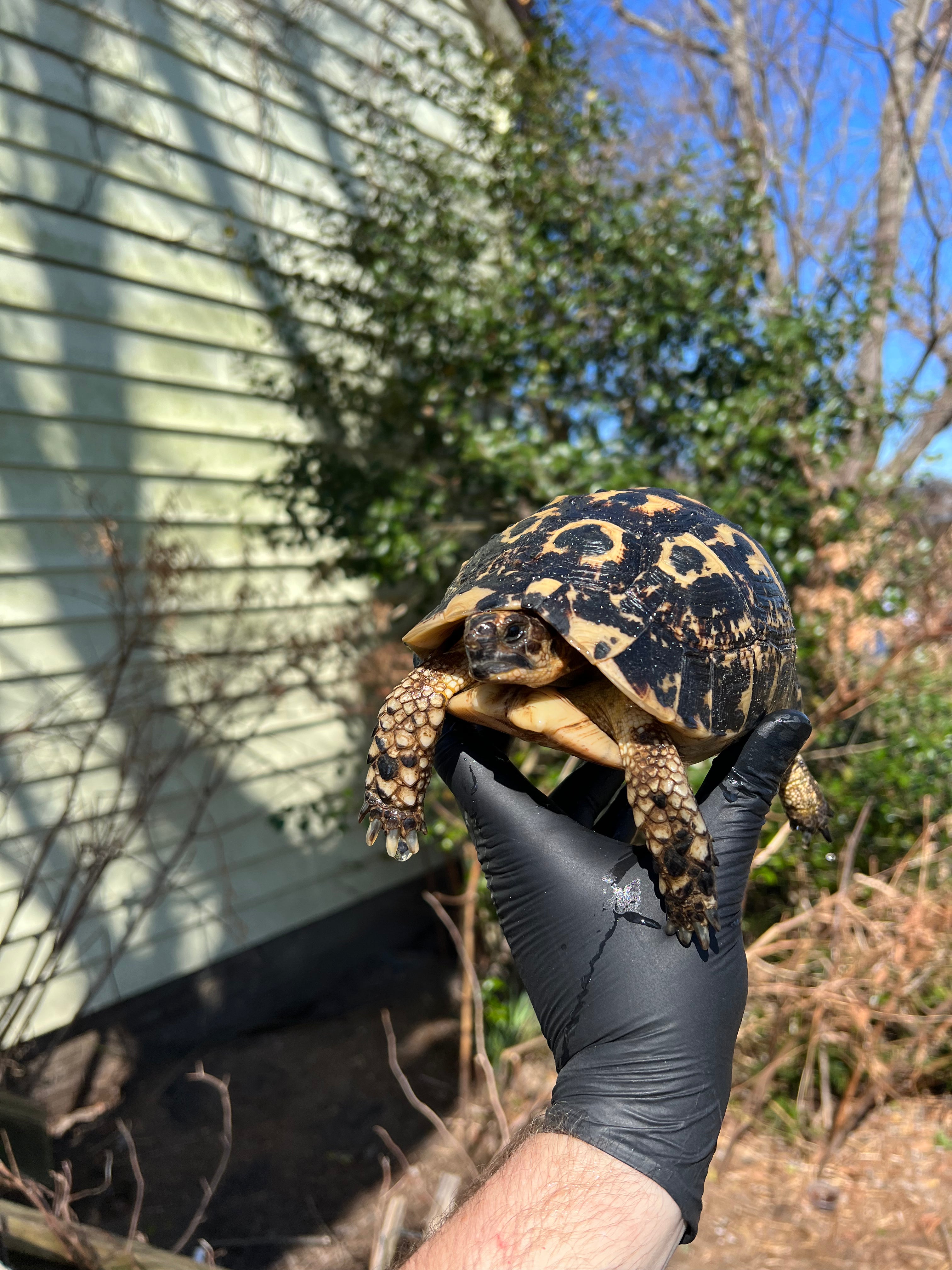 Libyan Greek Tortoise For Sale | American Reptile Distributors