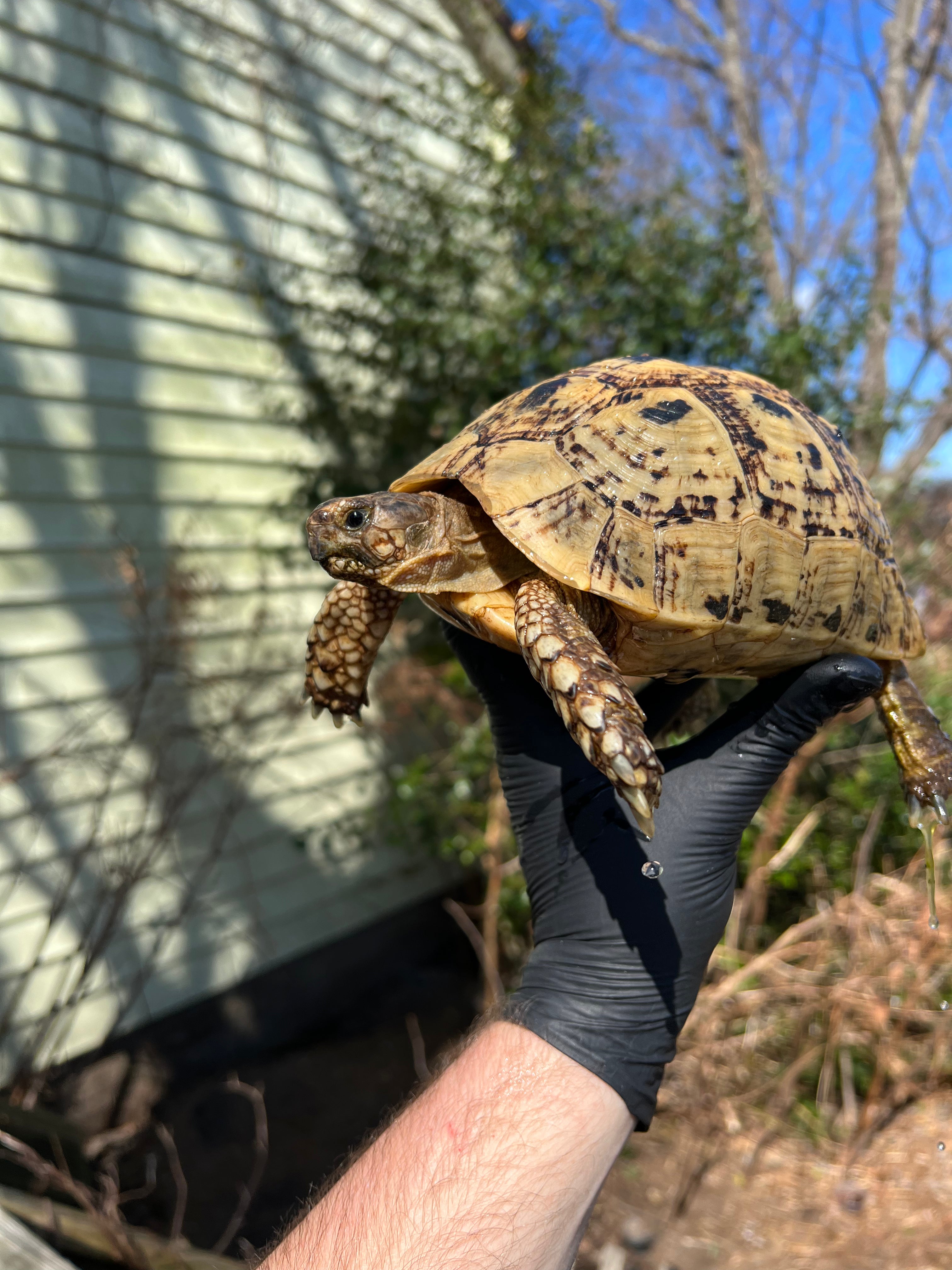 Libyan Greek Tortoise For Sale | American Reptile Distributors