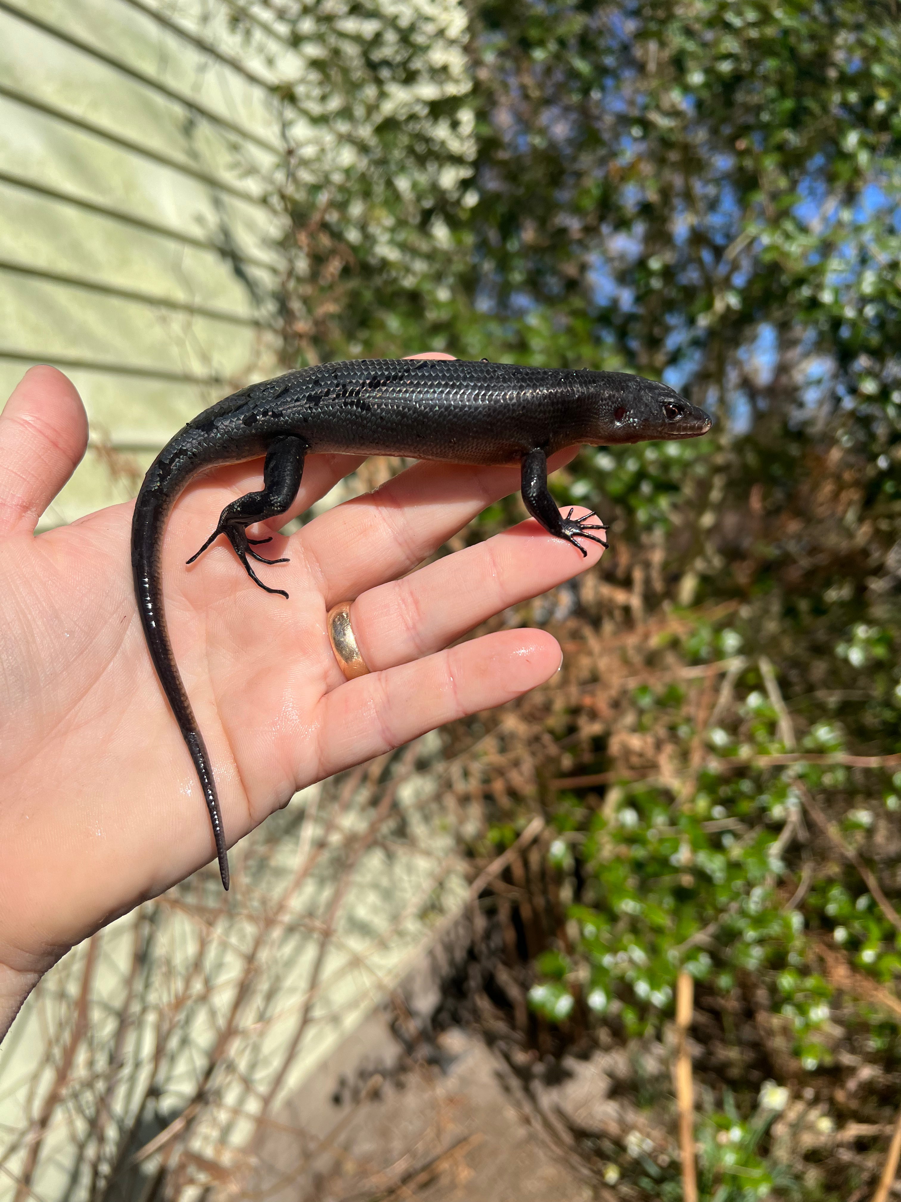 Black Emo Tree Skinks For Sale | American Reptile Distributors