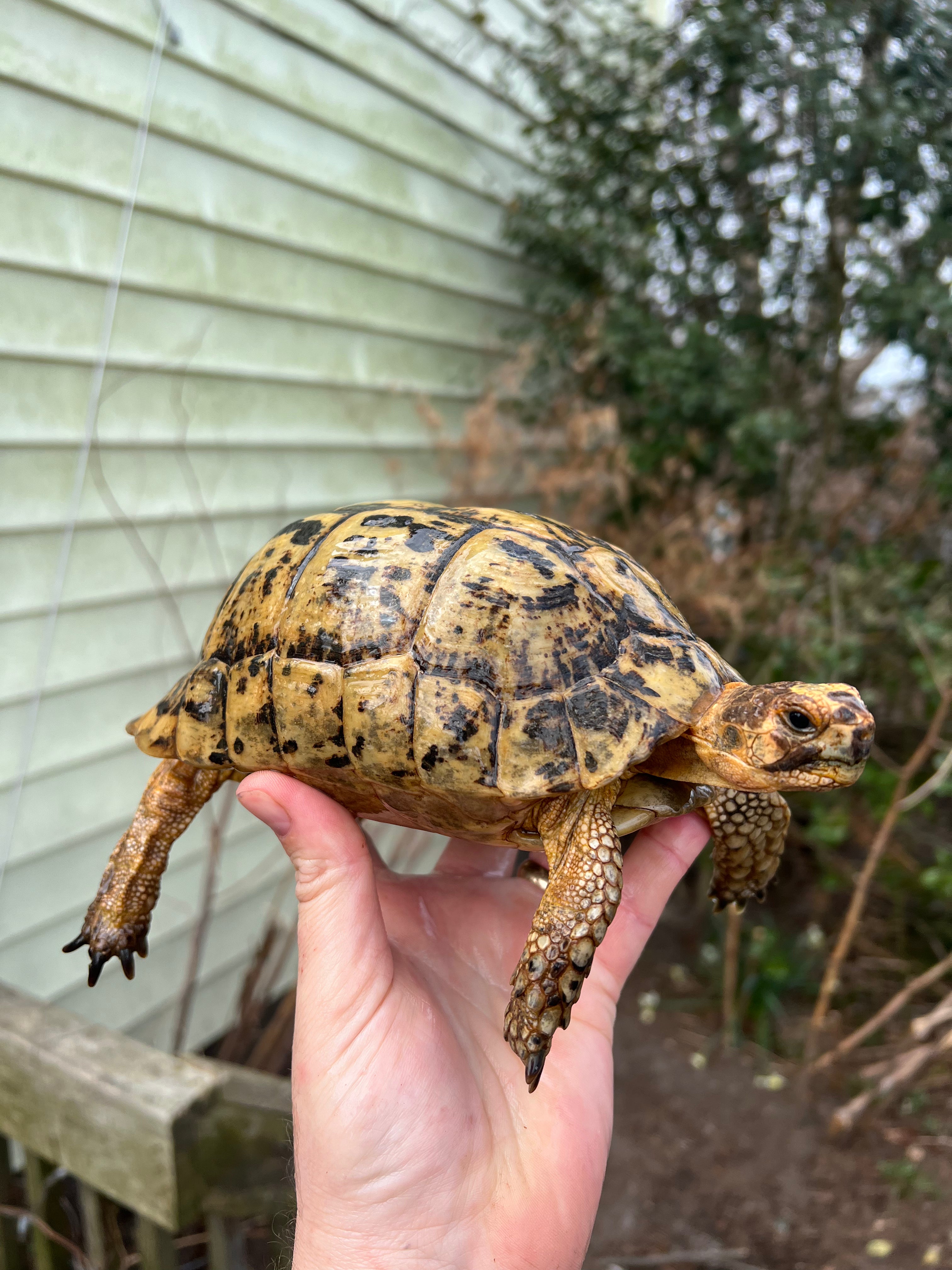 Libyan Greek Tortoise For Sale | American Reptile Distributors