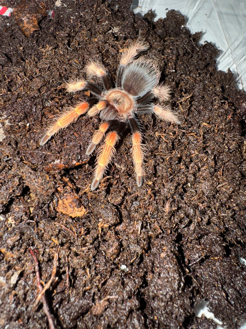 Mexican Fire Leg Tarantula For Sale | American Reptile Distributors