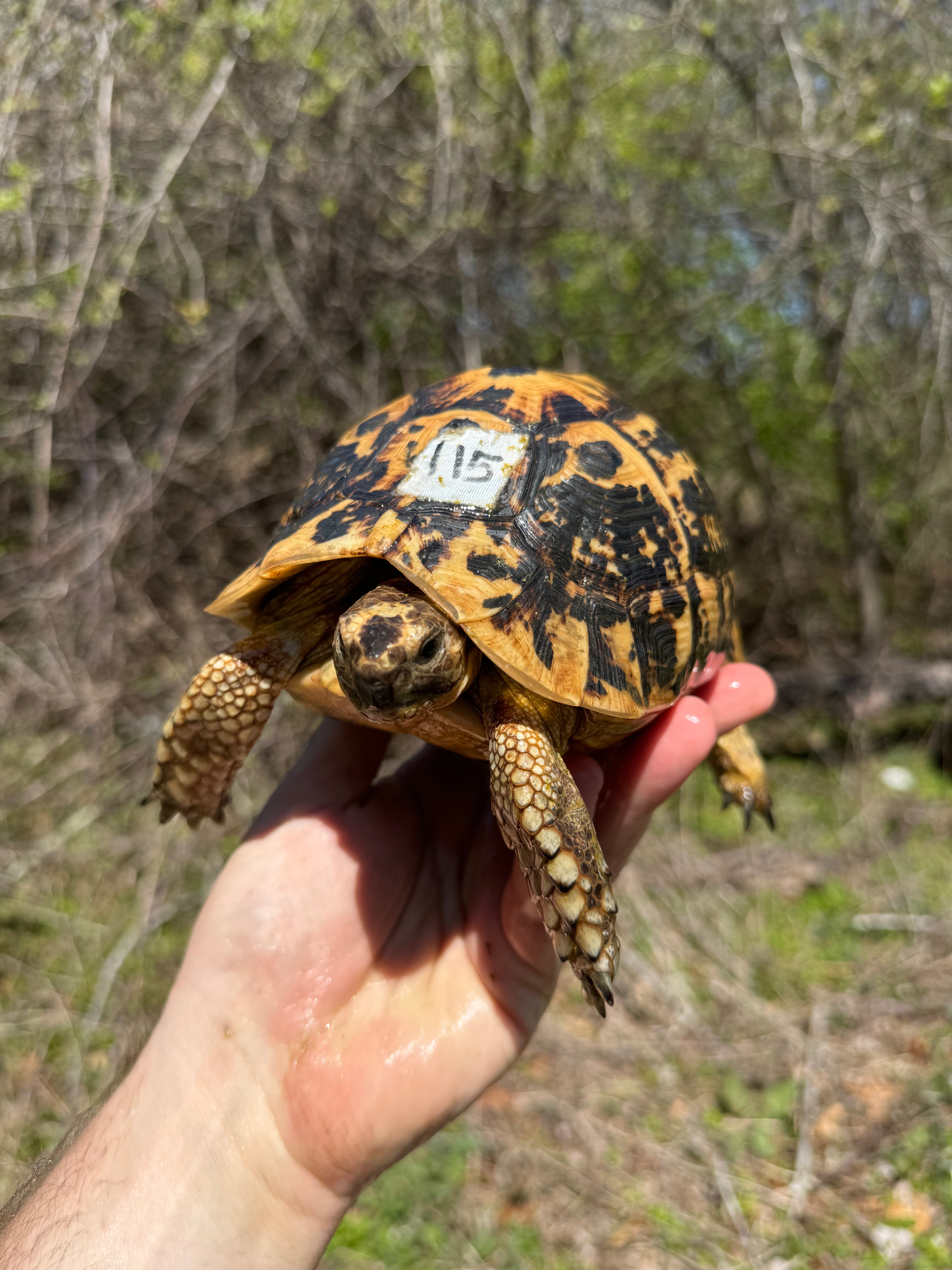 Libyan Greek Tortoise For Sale | American Reptile Distributors