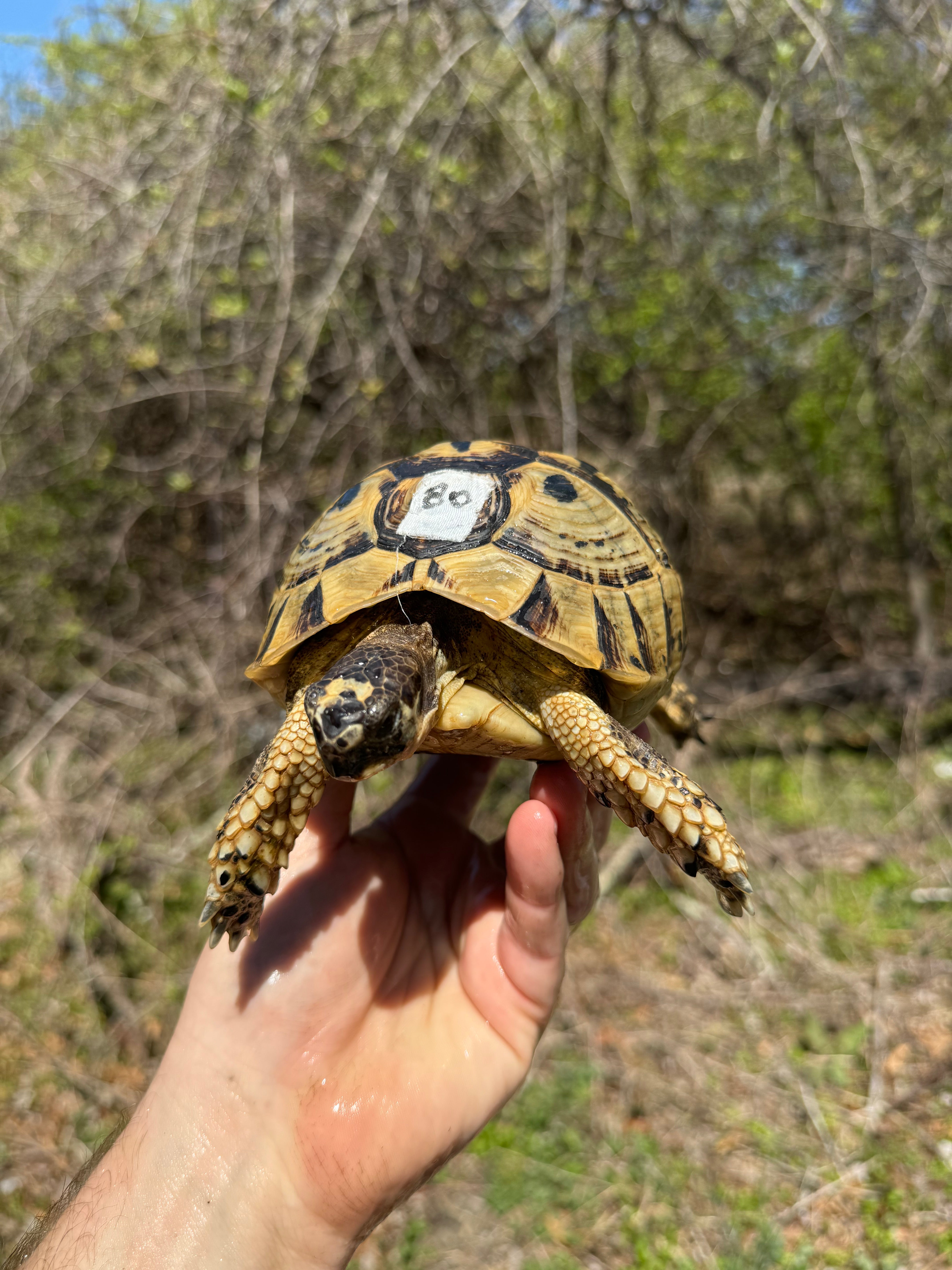 Libyan Greek Tortoise For Sale | American Reptile Distributors