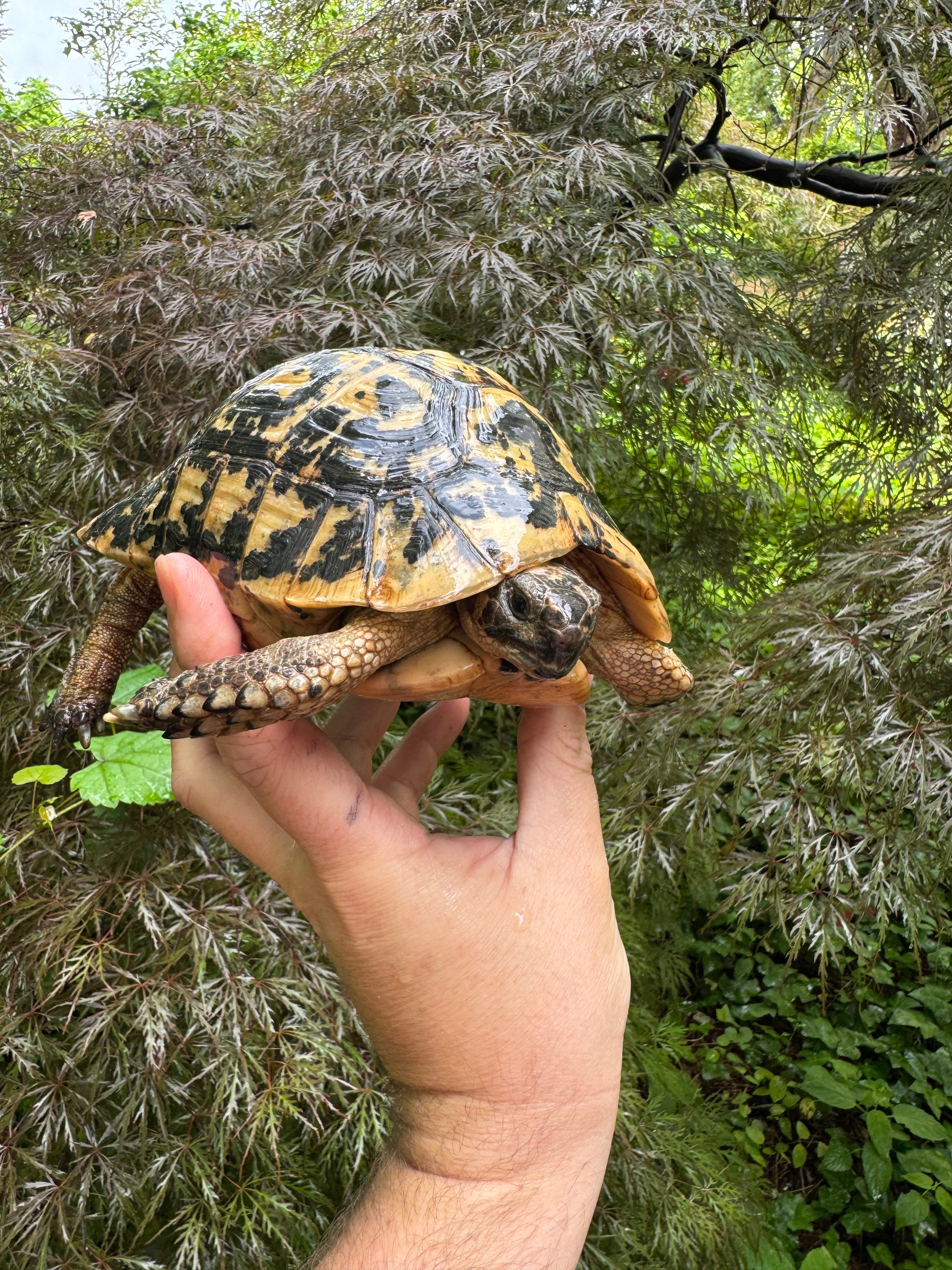 Libyan Greek Tortoise For Sale | American Reptile Distributors