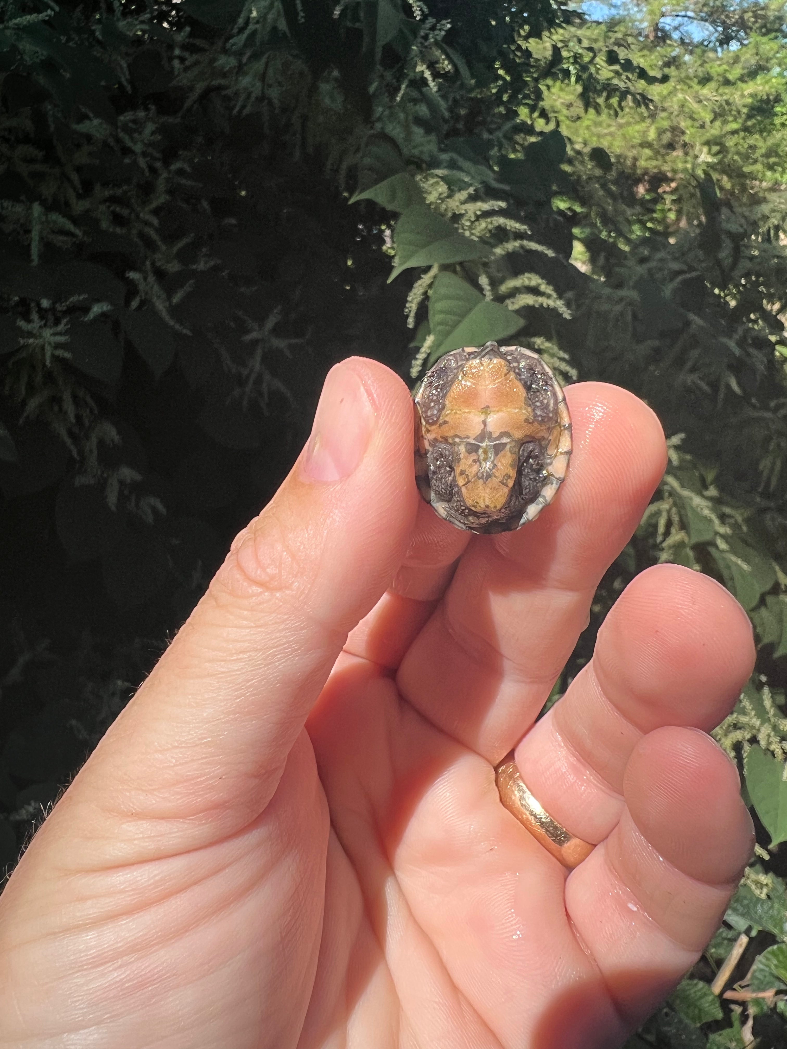 Razor backed Musk Turtle X Stinkpot Musk Turtle Hybrid Baby For Sale ...