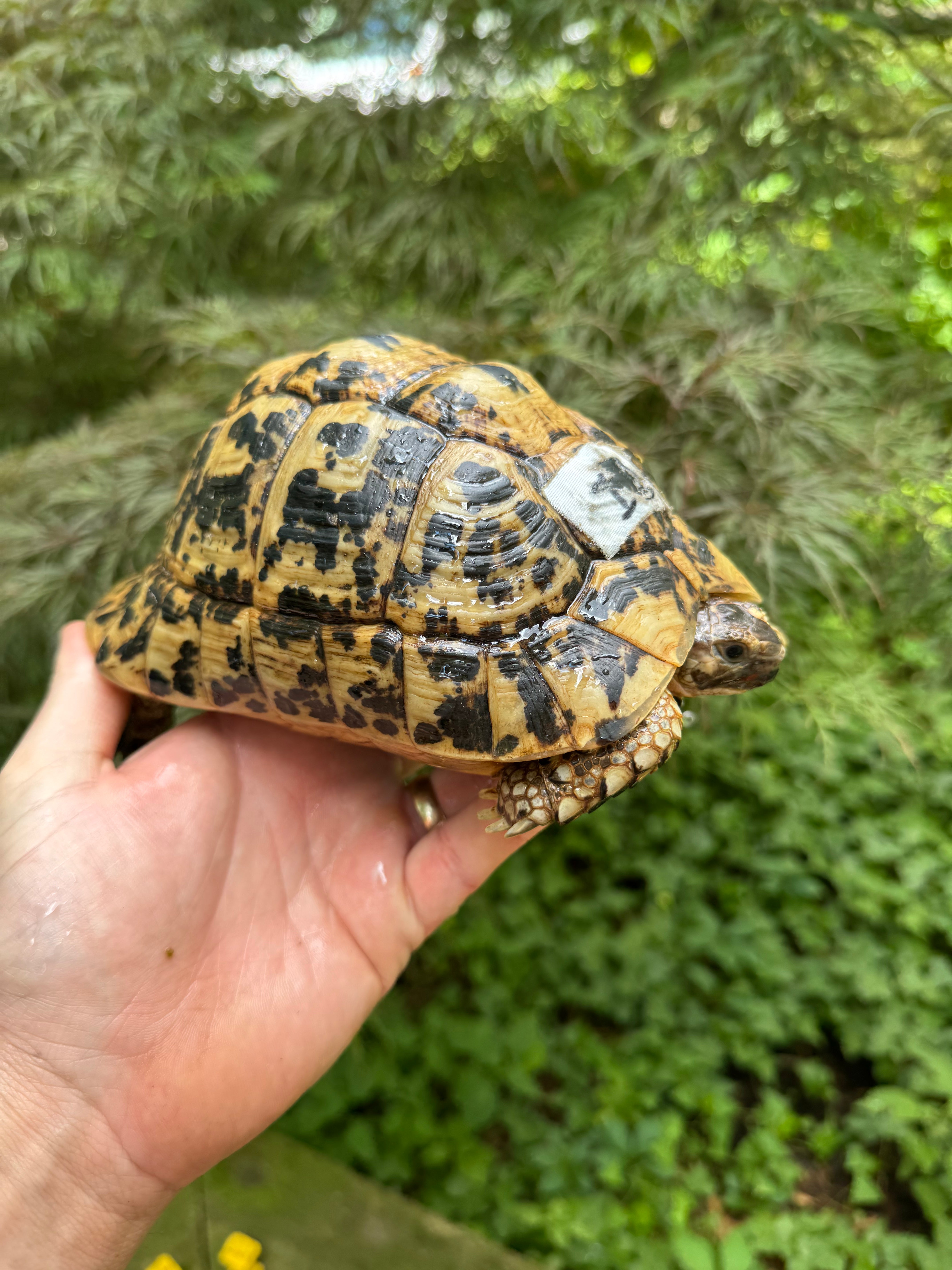Libyan Greek Tortoise For Sale | American Reptile Distributors