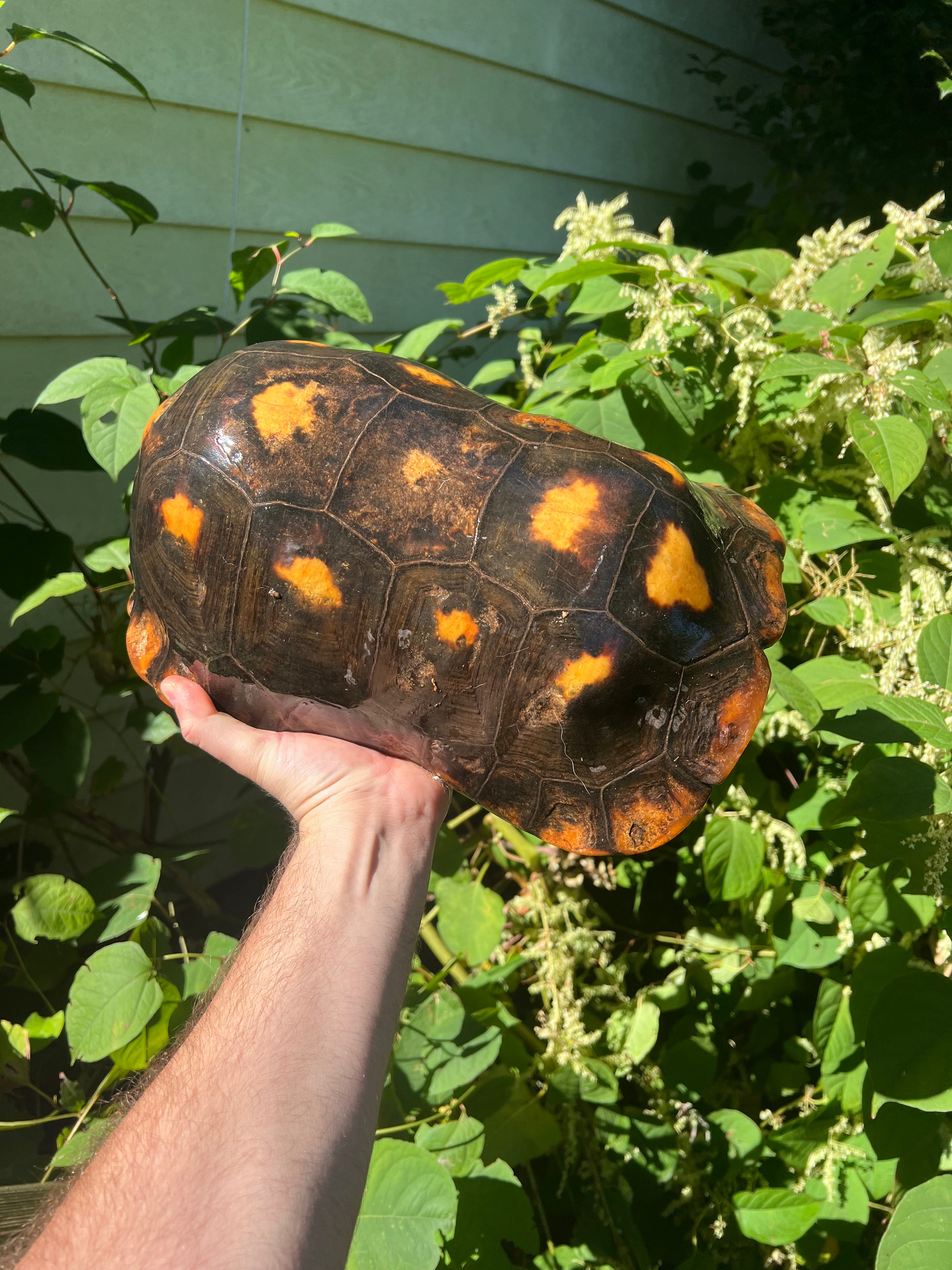 Red Foot Tortoises For Sale | American Reptile Distributors