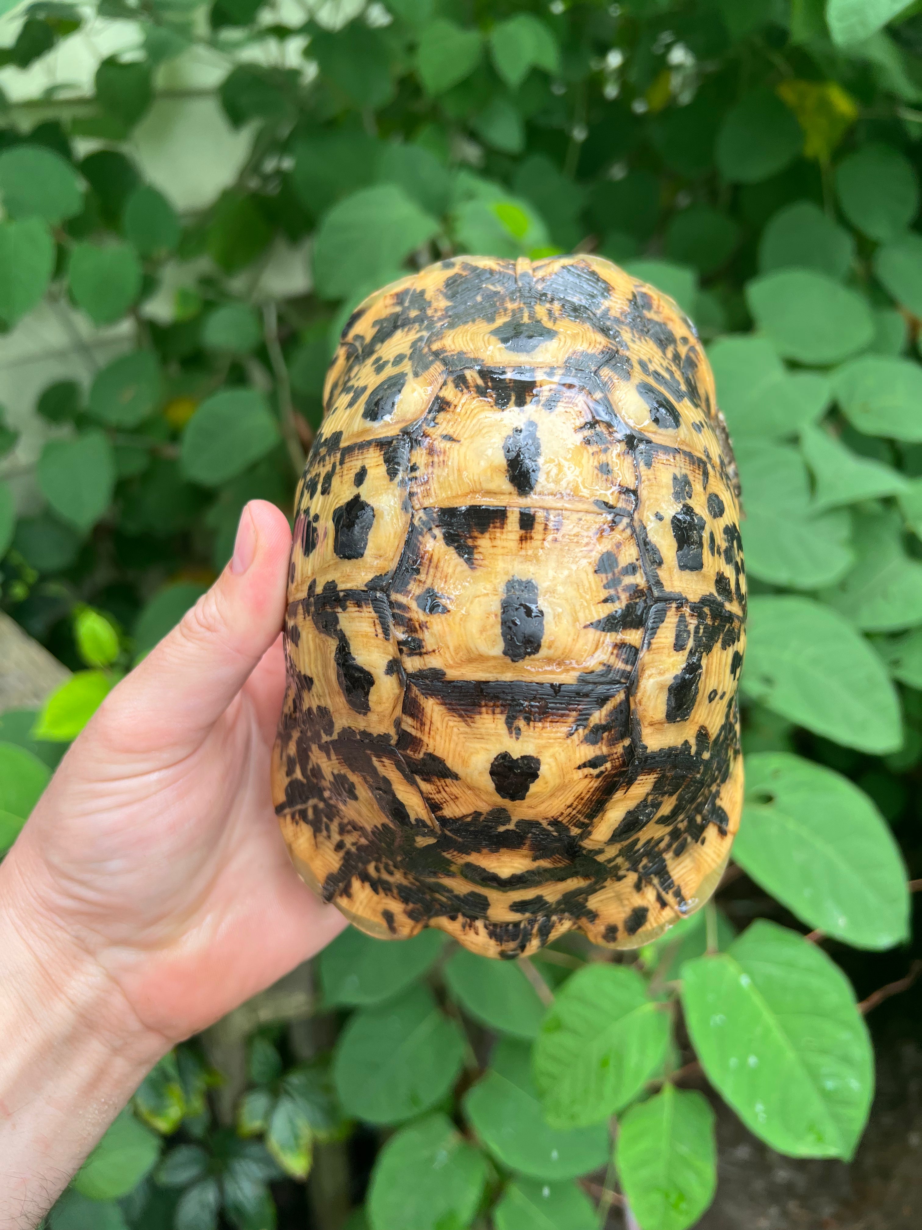 Libyan Greek Tortoise For Sale | American Reptile Distributors