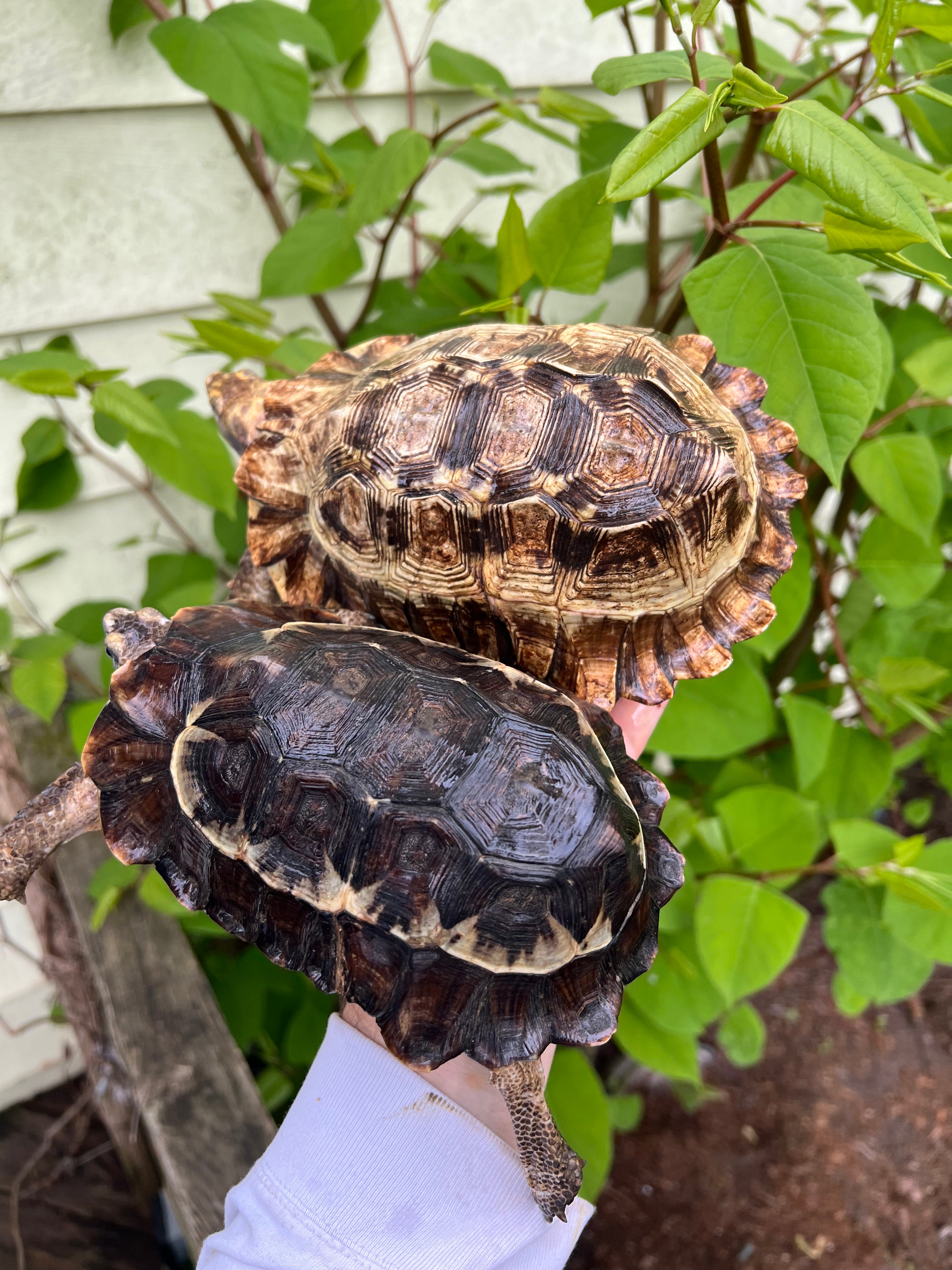 Home's Hinge-back Tortoise For Sale | American Reptile Distributors