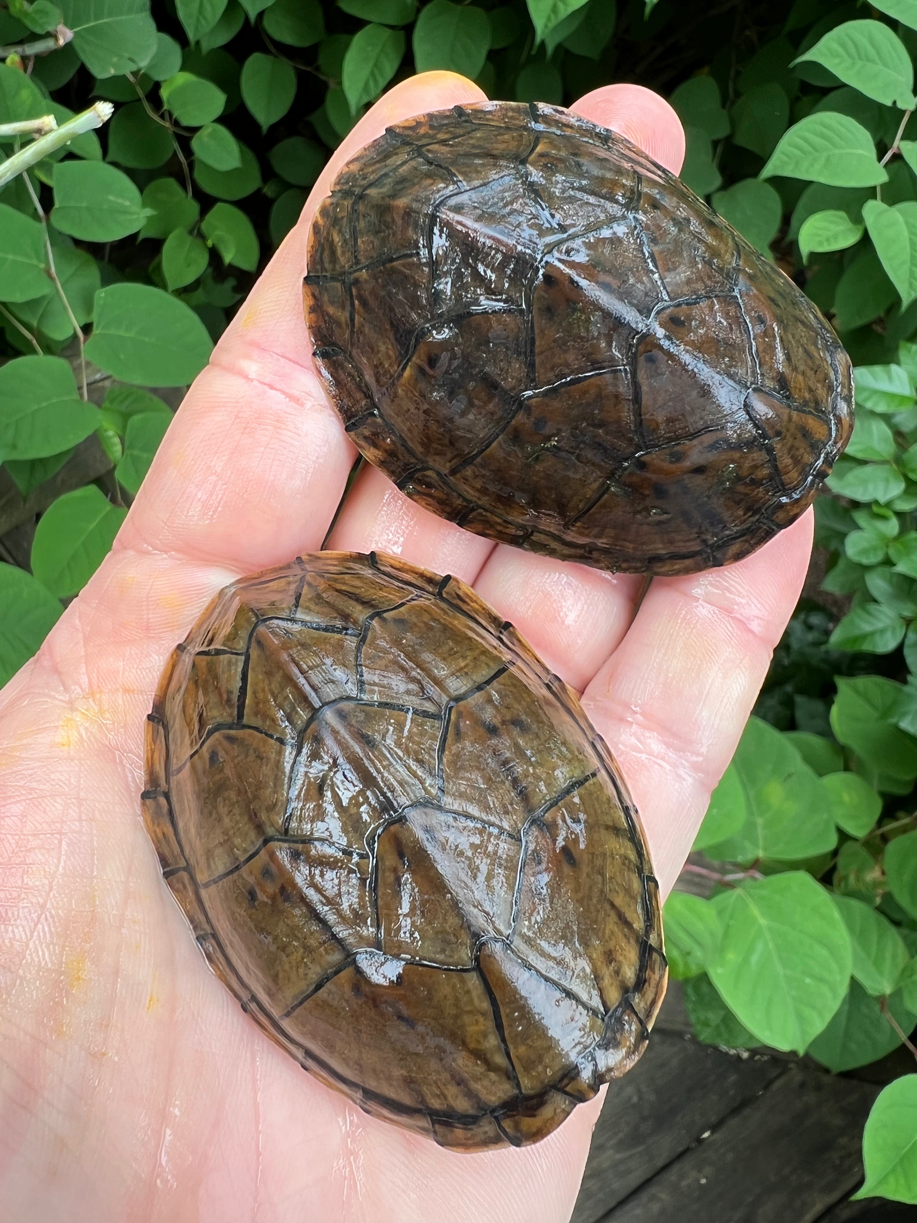 Stripe-necked Musk Turtles For Sale | American Reptile Distributors
