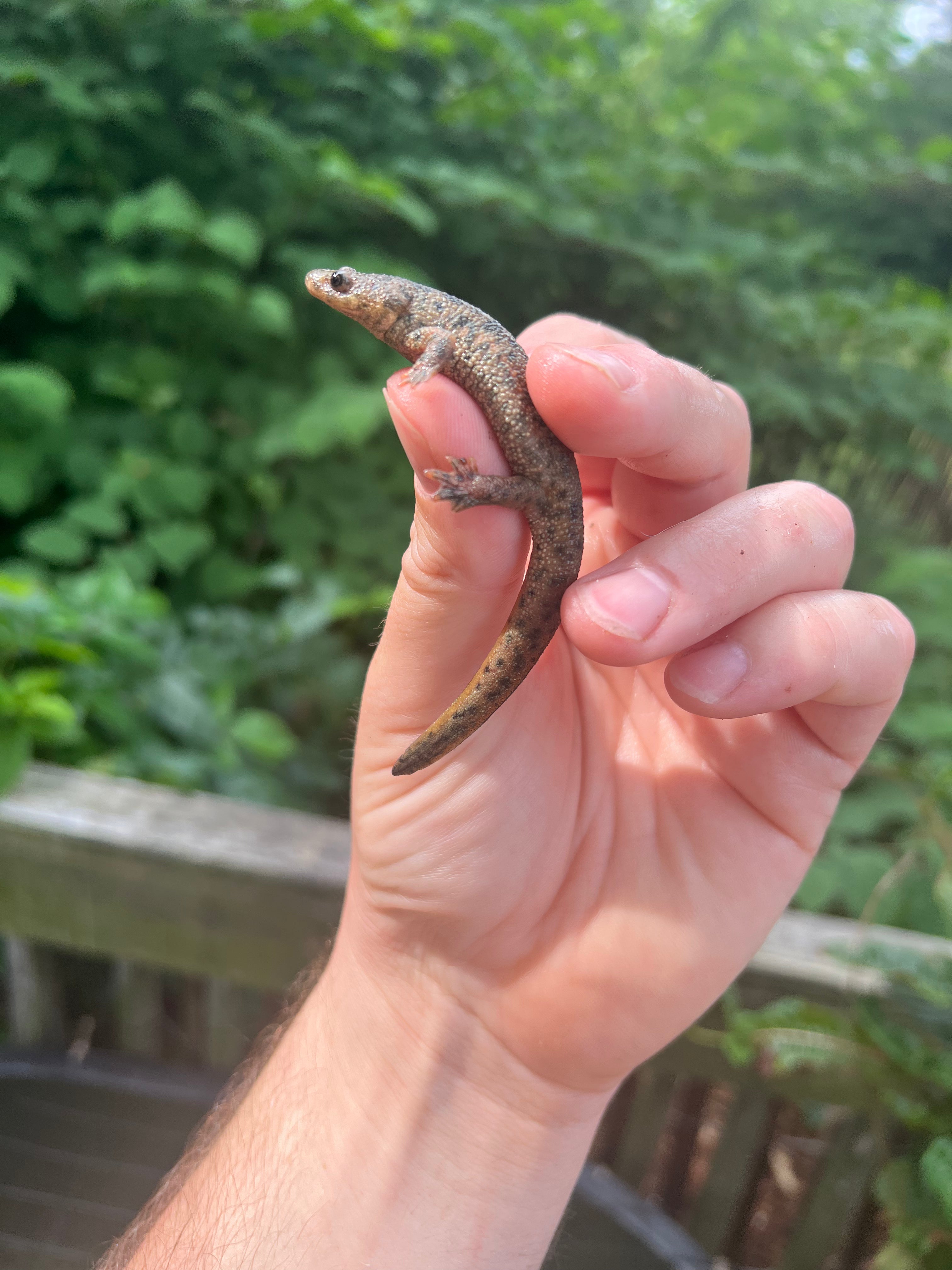 Spanish Ribbed Newts For Sale | American Reptile Distributors