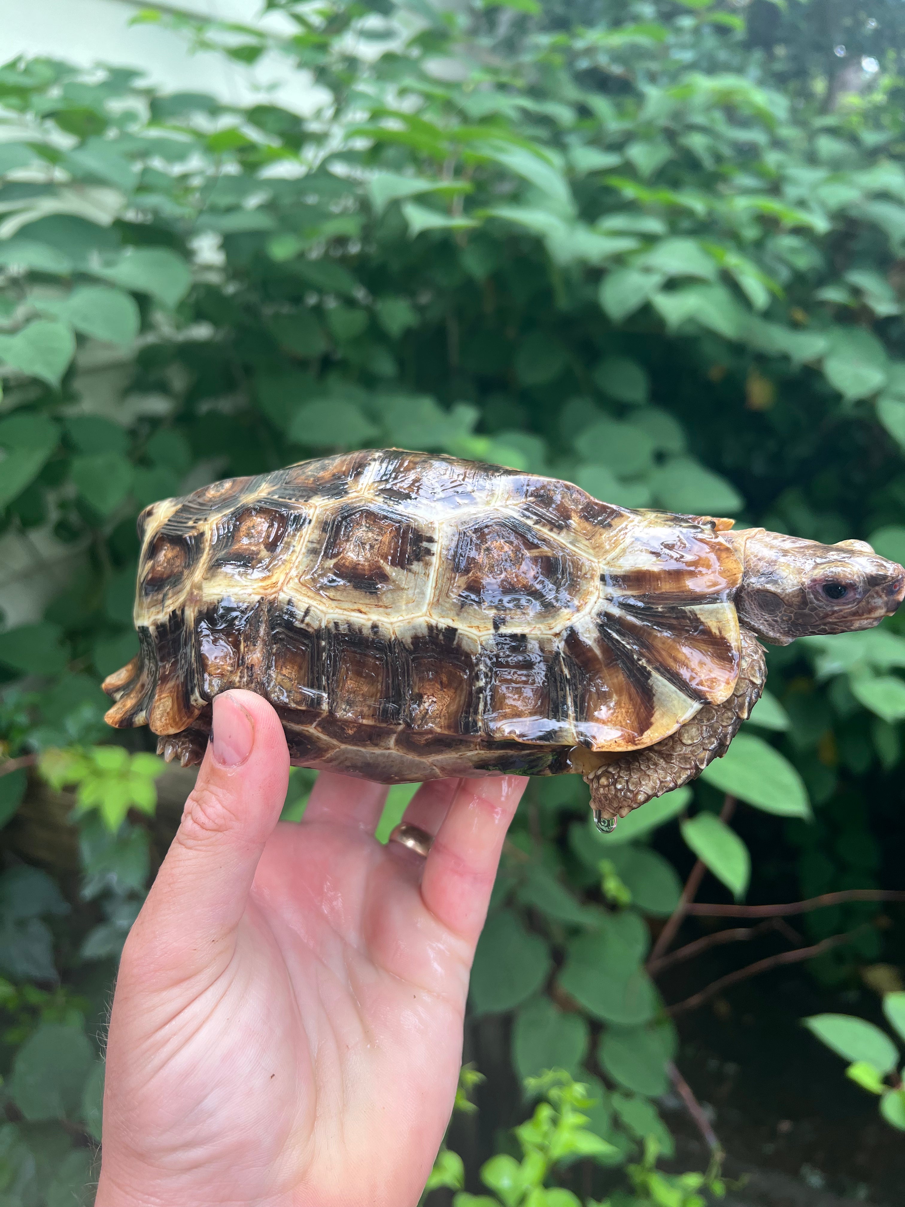 Home's Hinge-back Tortoise For Sale | American Reptile Distributors