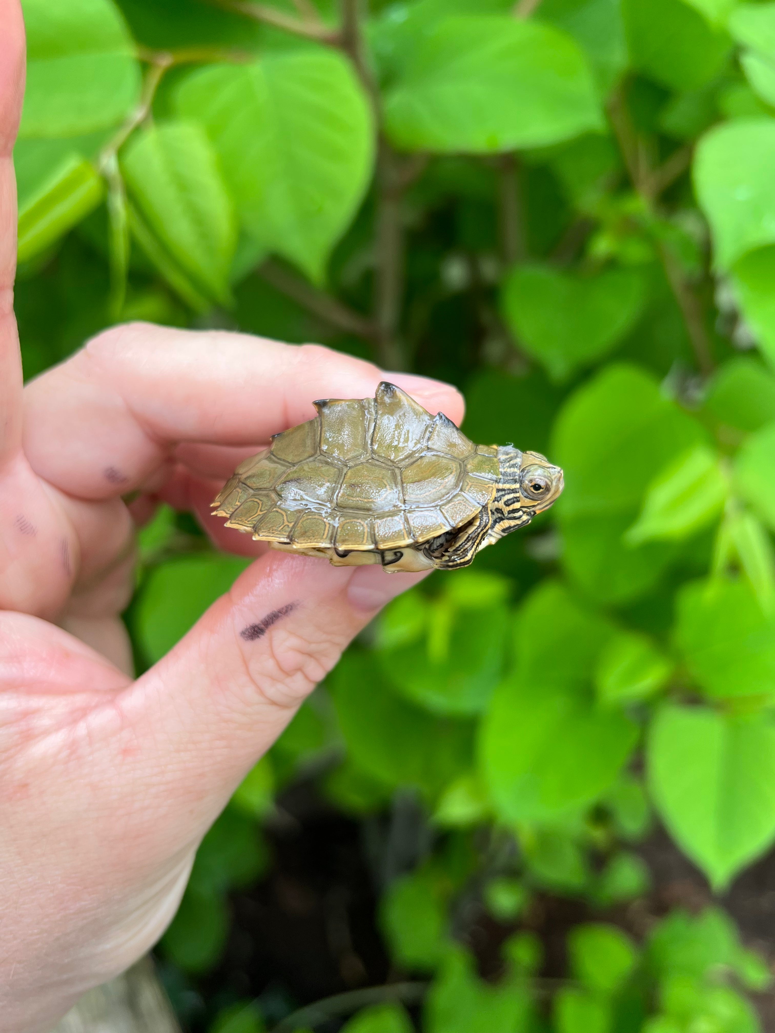 Barbour's Map Turtle Babies For Sale | American Reptile Distributors