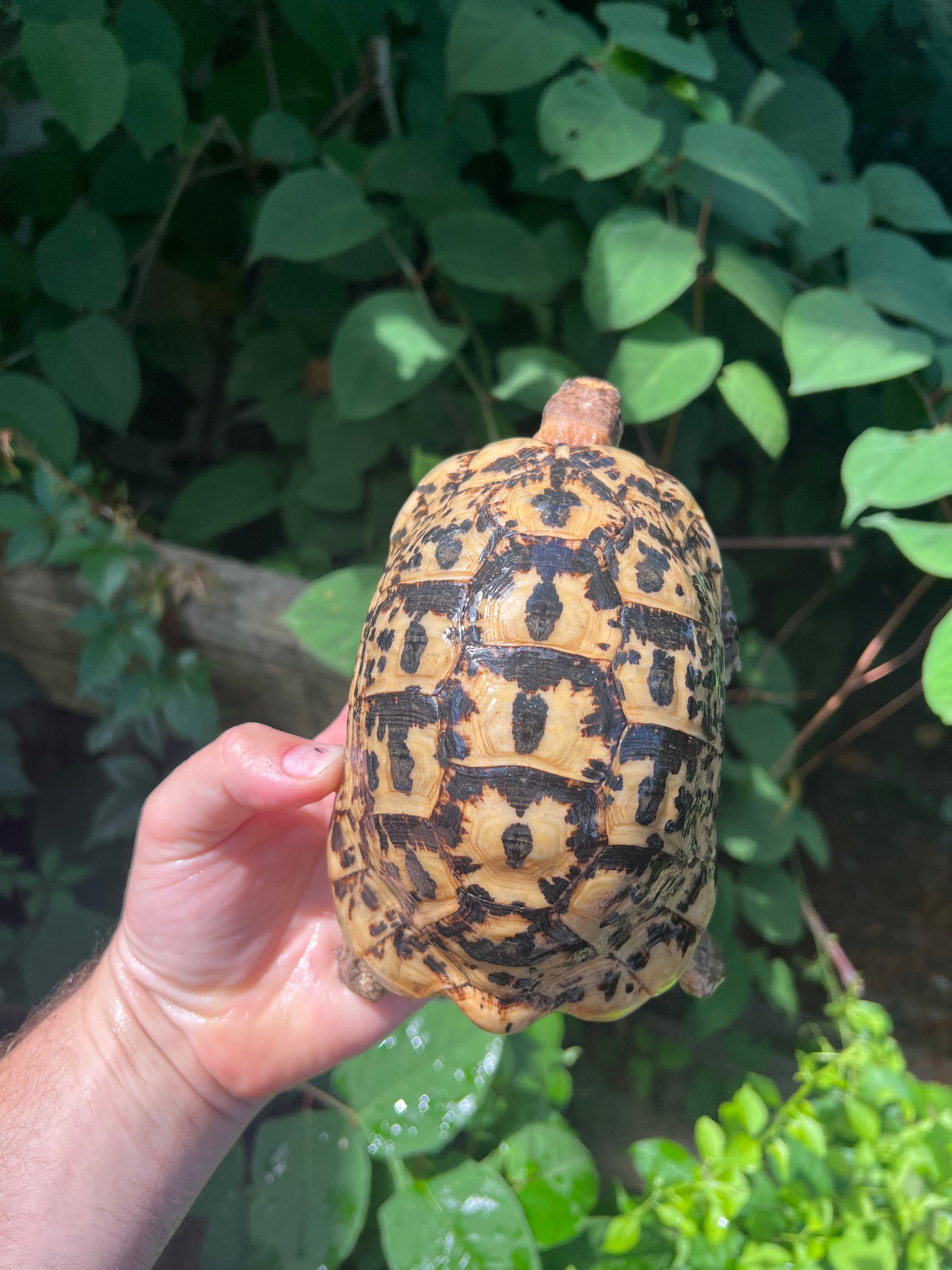 Libyan Greek Tortoise For Sale | American Reptile Distributors
