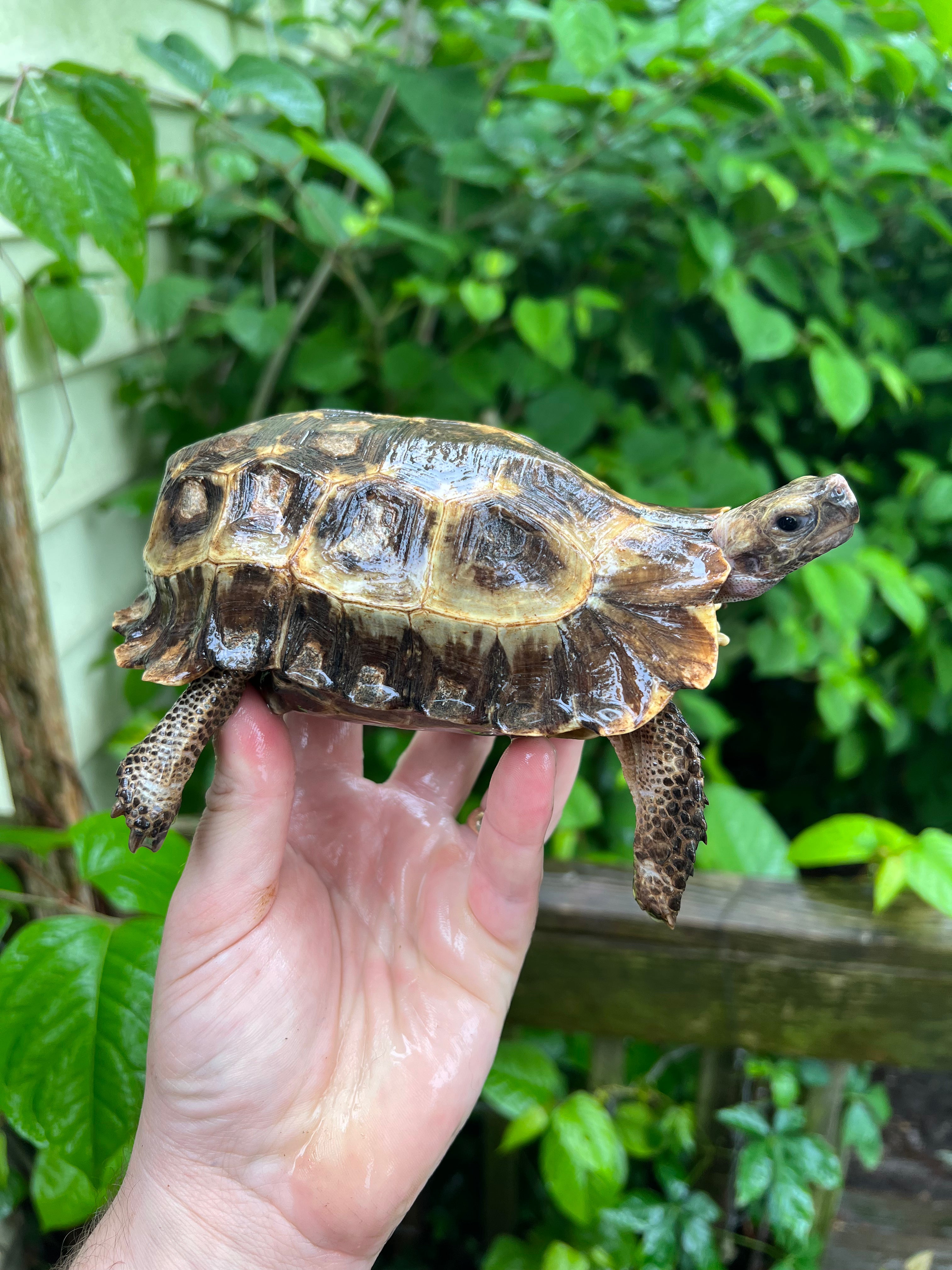Home's Hinge-back Tortoise For Sale | American Reptile Distributors