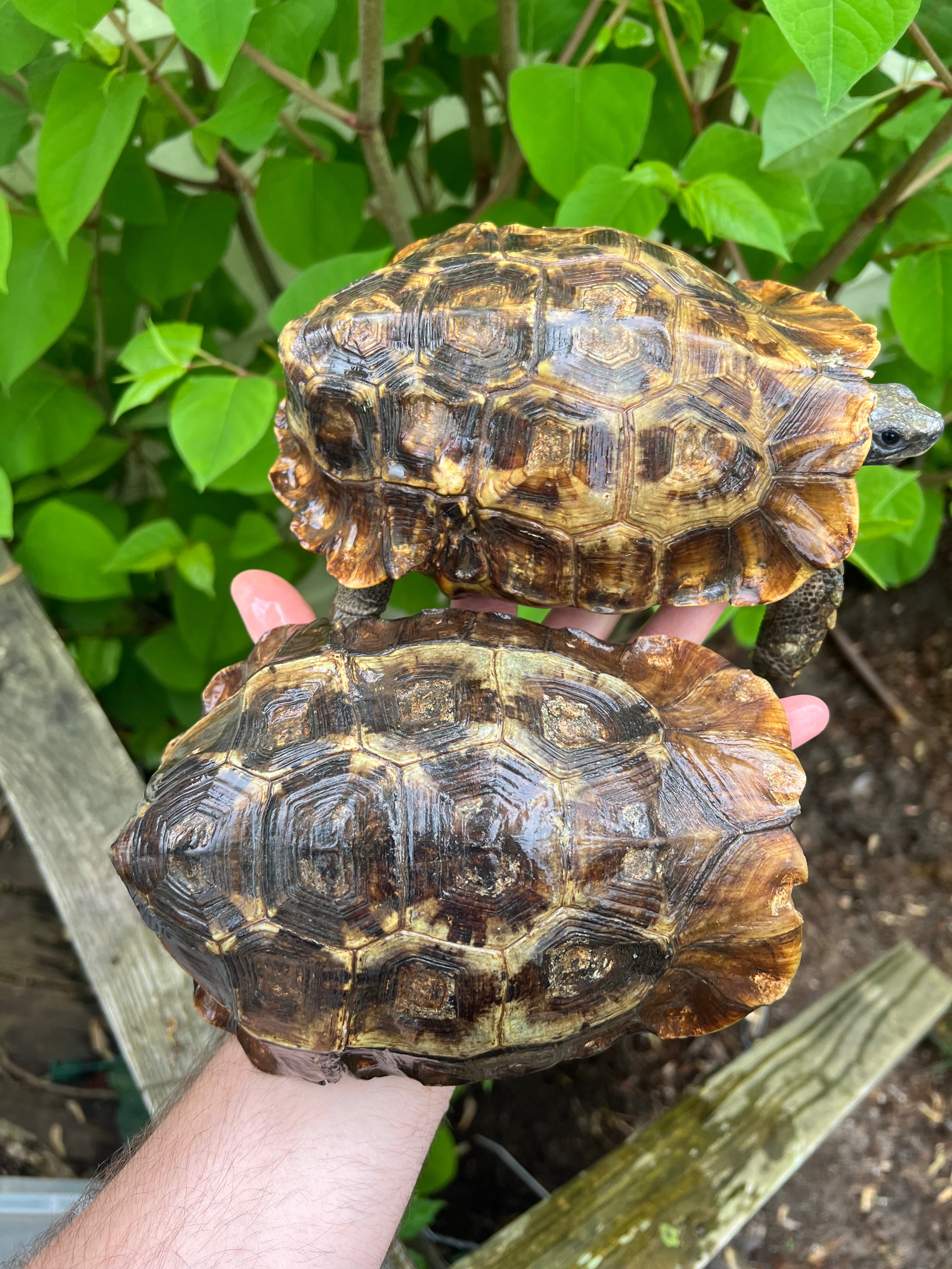 Home's Hinge-back Tortoise For Sale | American Reptile Distributors