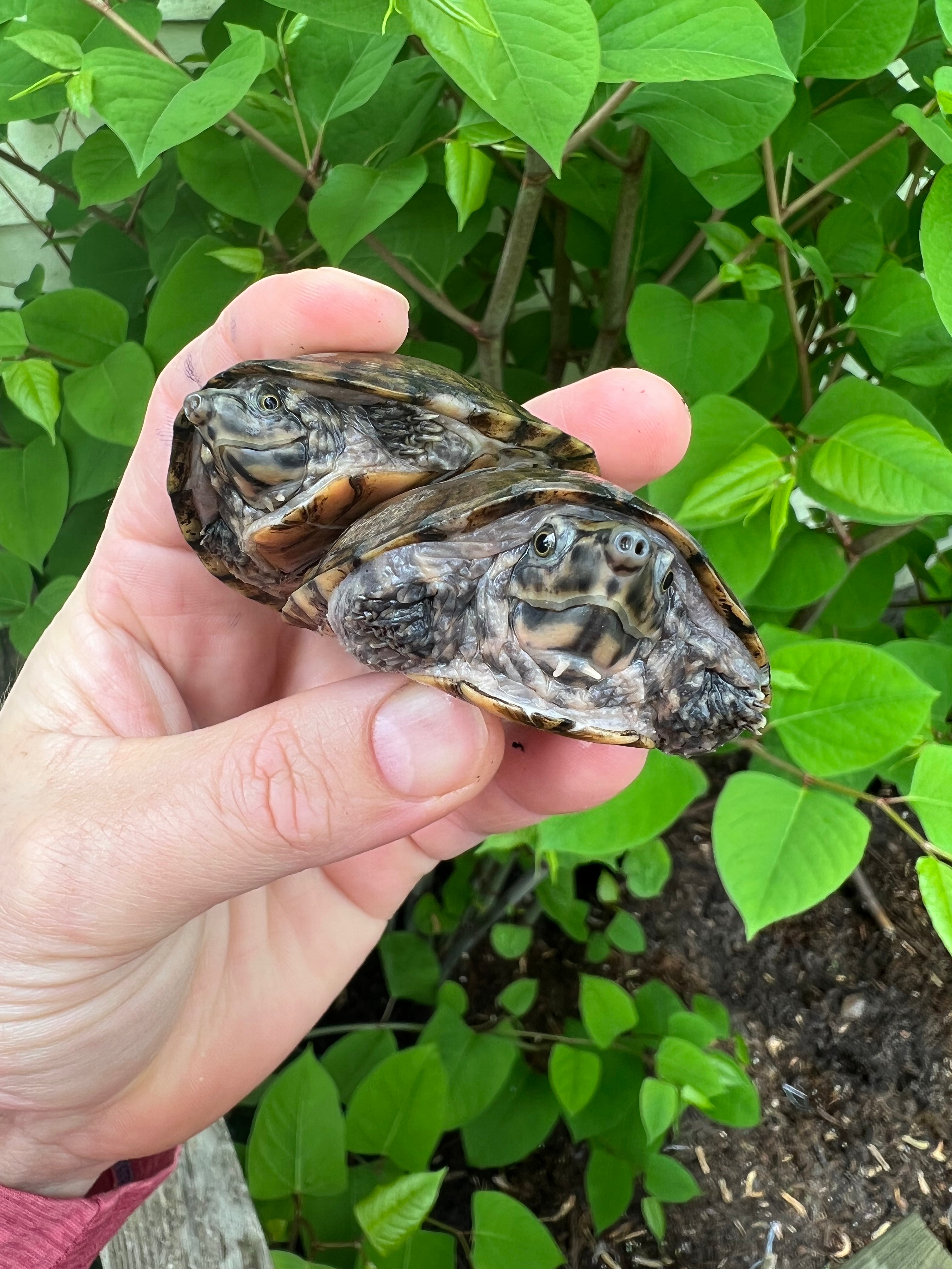 Stripe-necked Musk Turtles For Sale | American Reptile Distributors