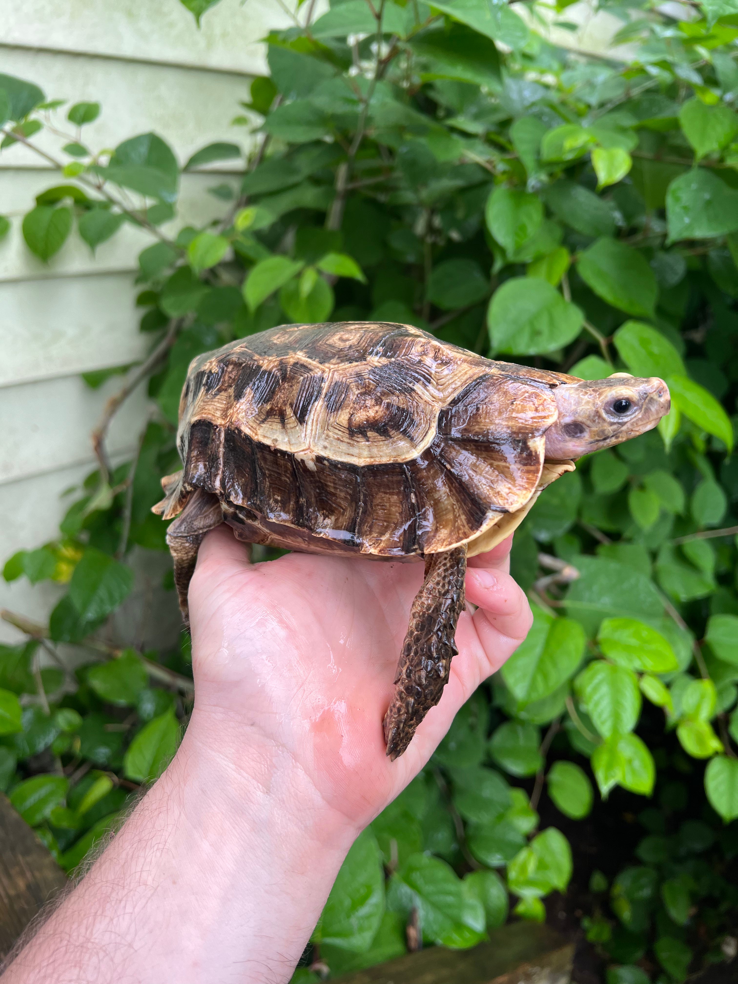 Home's Hinge-back Tortoise For Sale | American Reptile Distributors