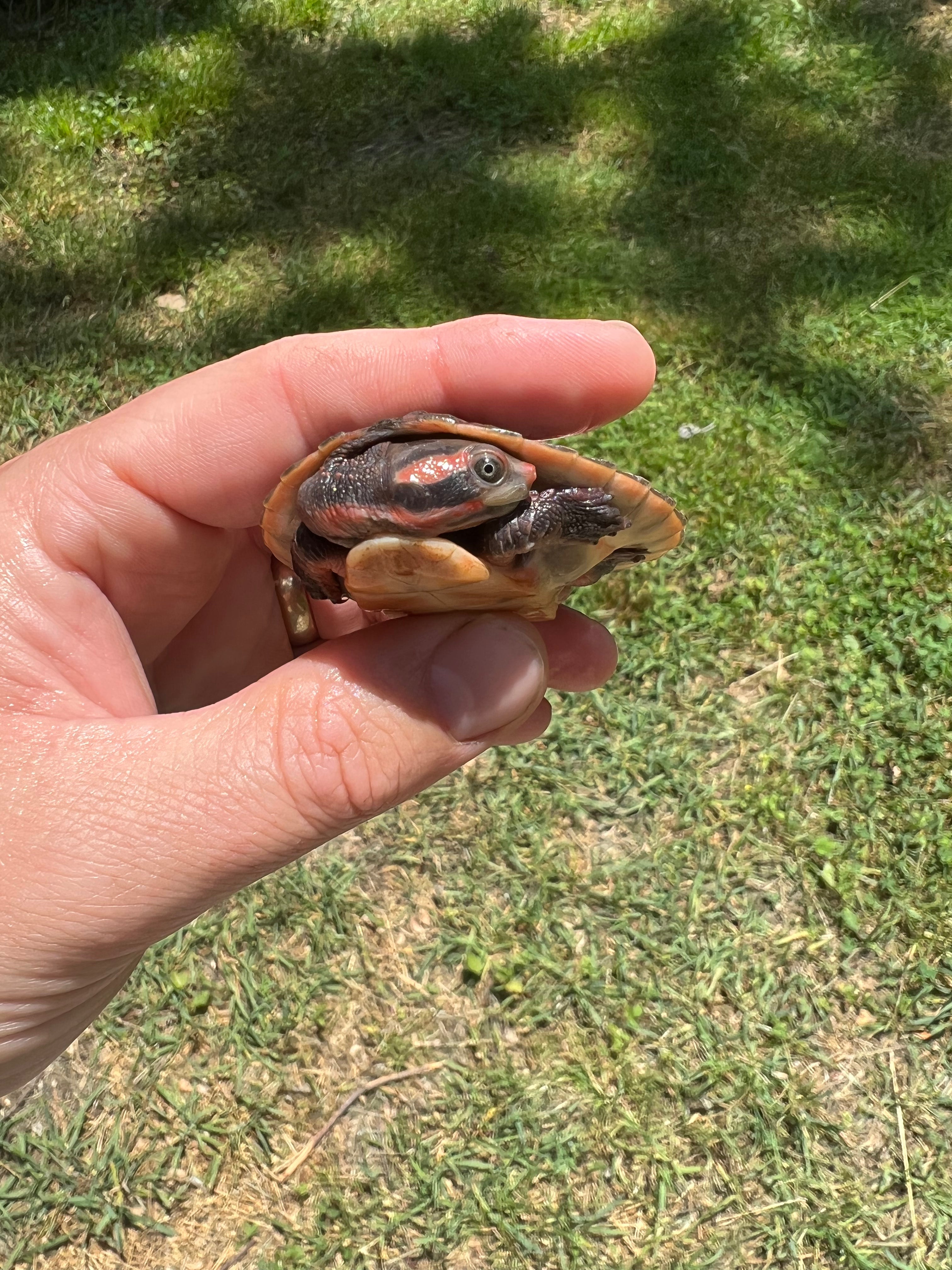 Australian Red-Faced Short Neck Turtle Babies For Sale | American ...