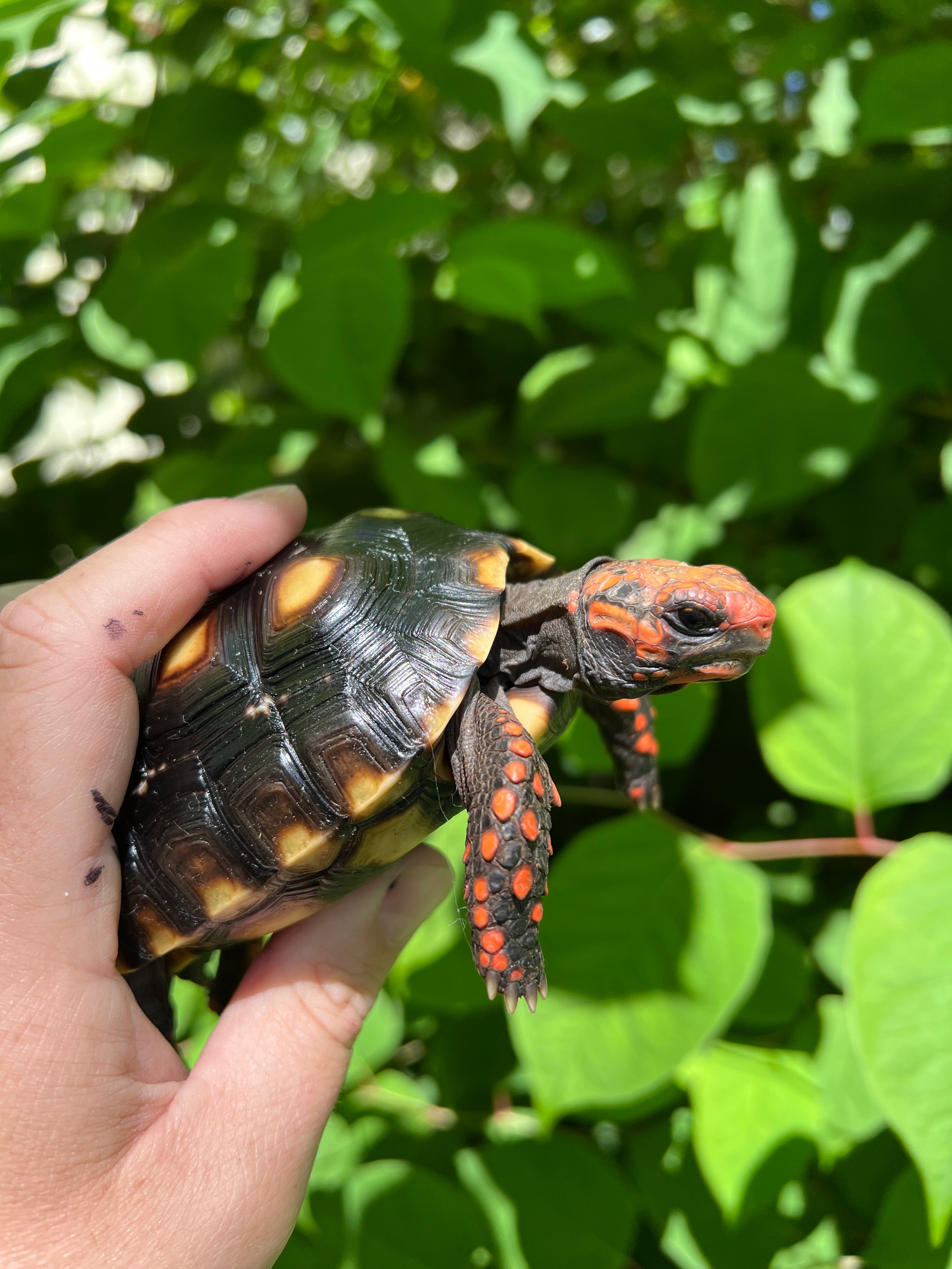Brazilian Cherryhead Tortoise For Sale | American Reptile Distributors