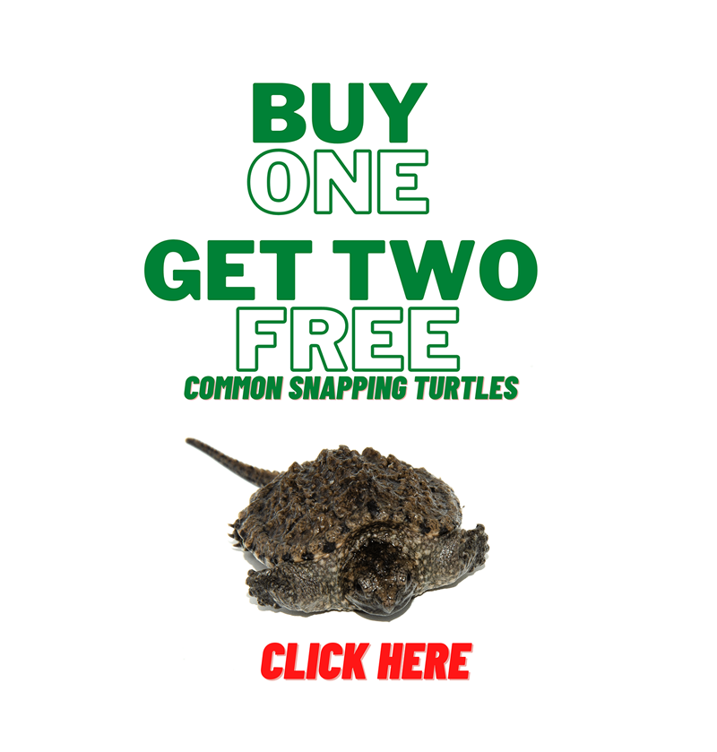 Reptiles For Sale | Reptile Store | American Reptile Distributors