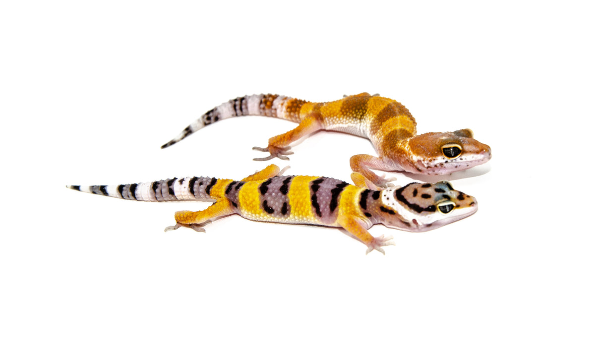 Normal Juvenile Leopard Gecko Leopard Gecko Facts | Leopard Gecko Care