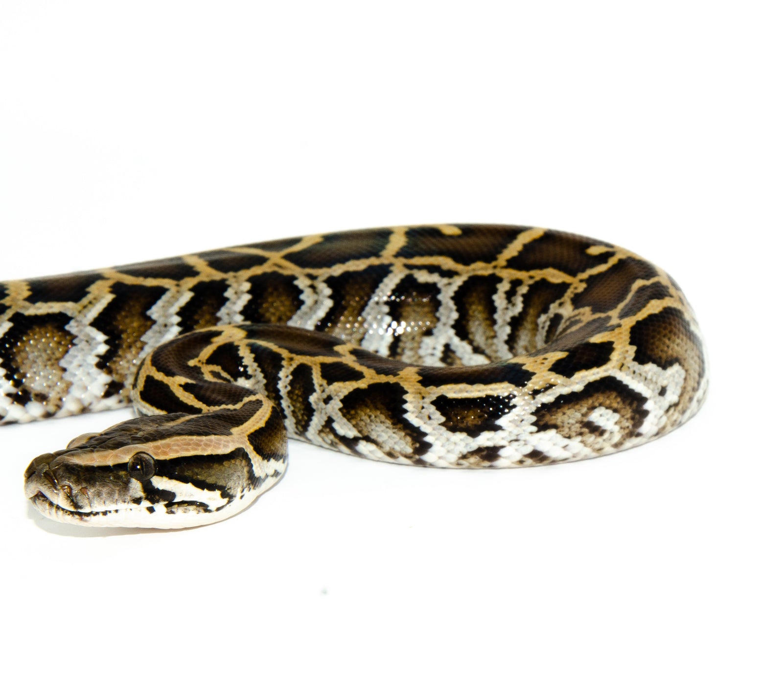 Burmese Pythons For Sale | American Reptile Distributors
