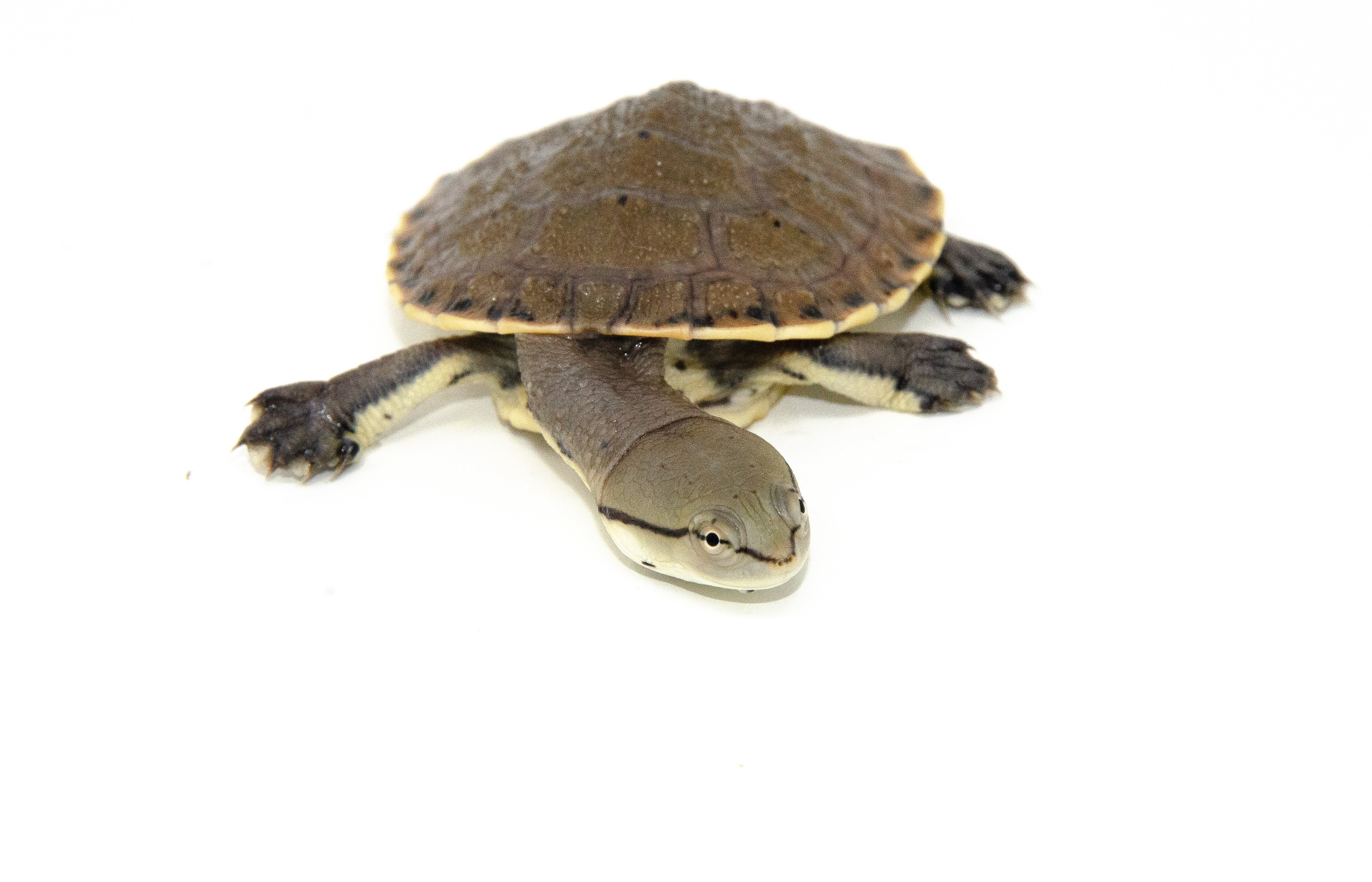 Hillary Sideneck Turtle Babies For Sale | American Reptile Distributors