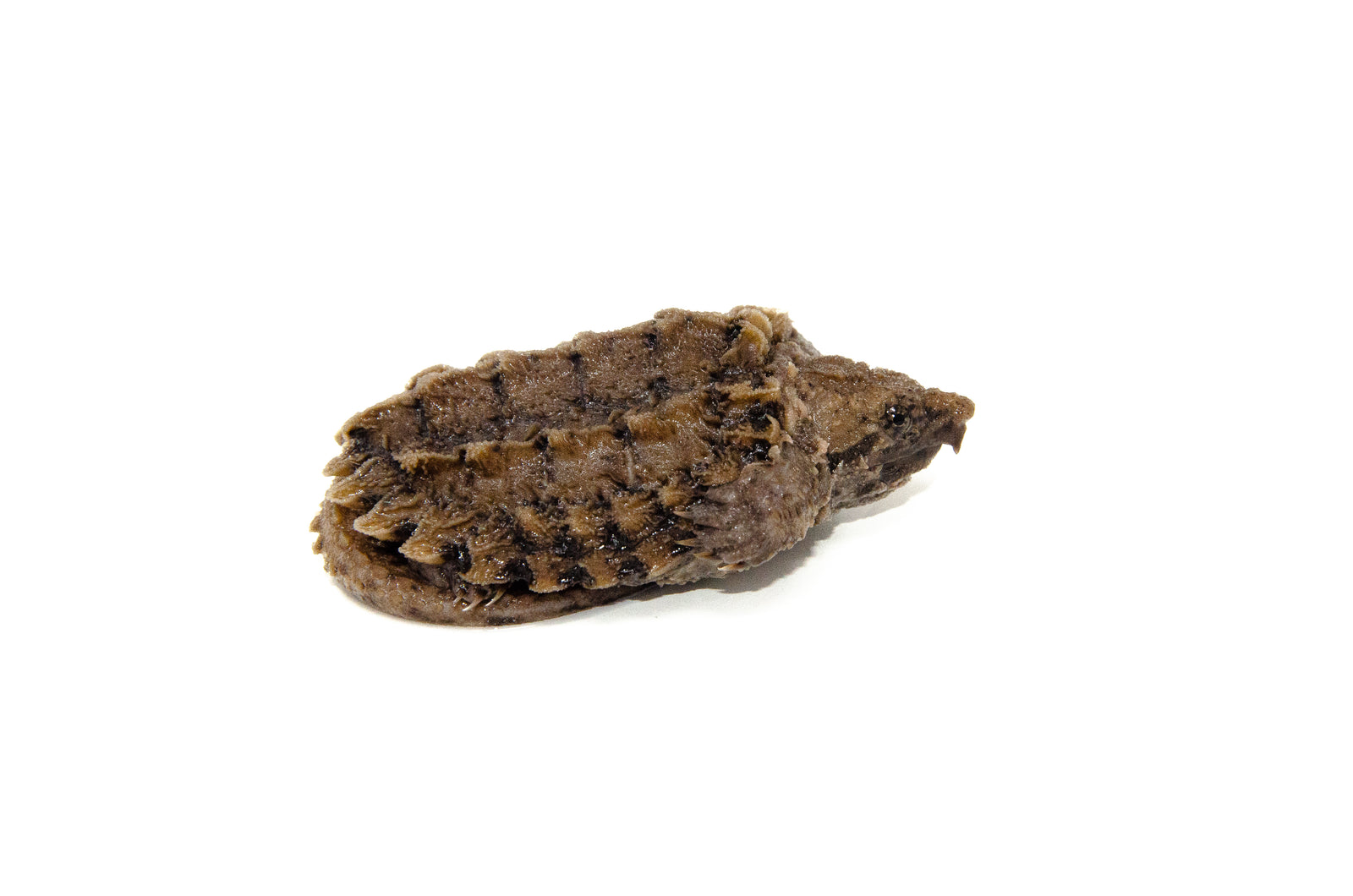 Reptiles For Sale | Reptile Store | American Reptile Distributors