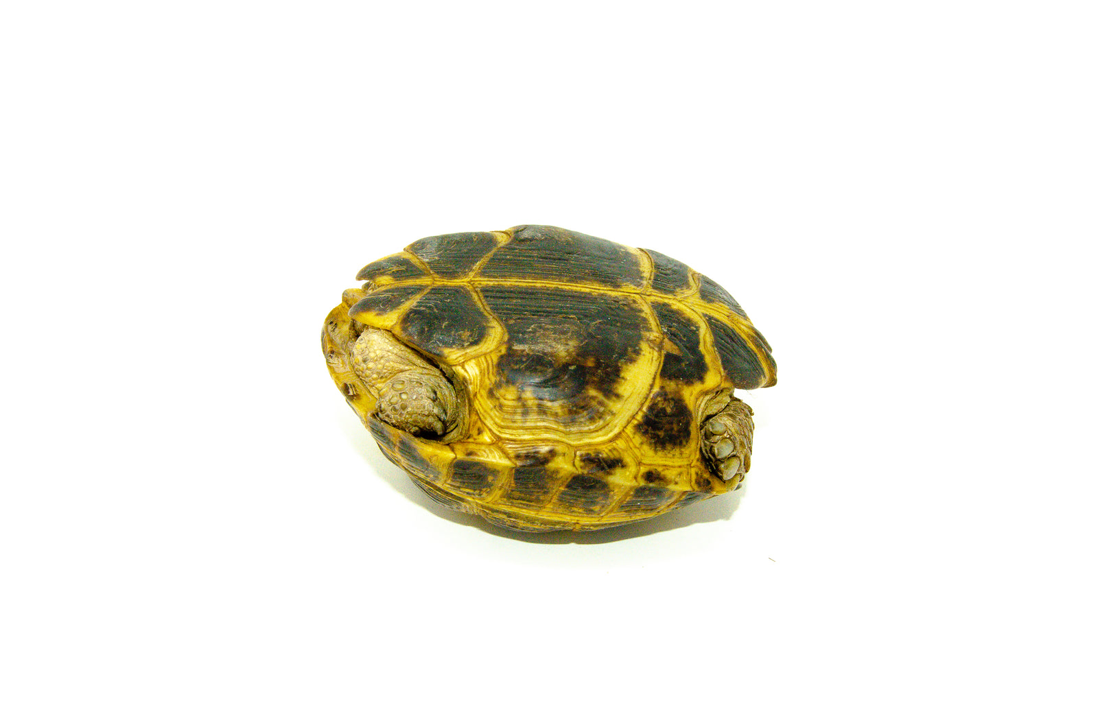 Reptiles For Sale | Reptile Store | American Reptile Distributors