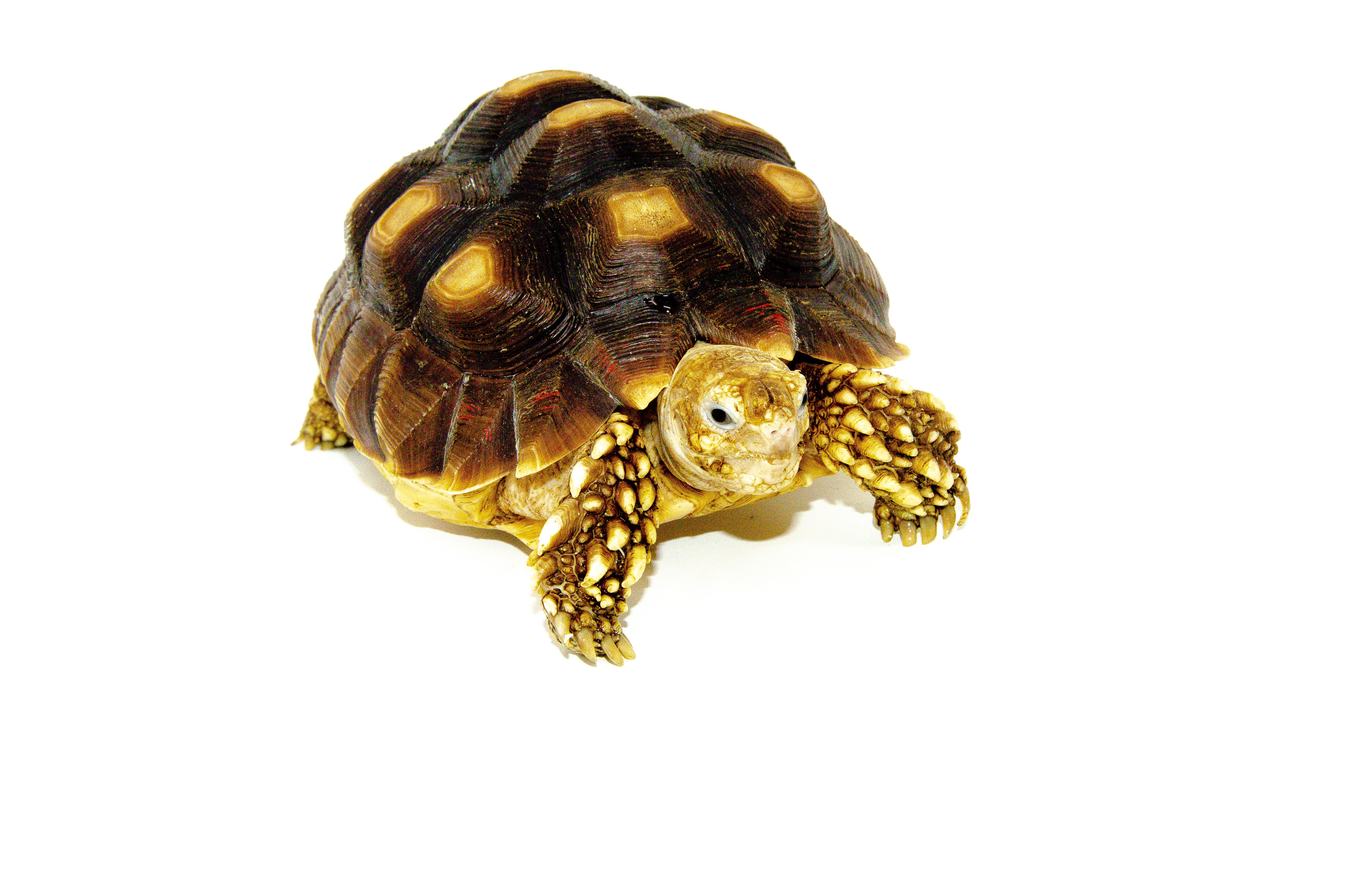 African Secada Tortoise