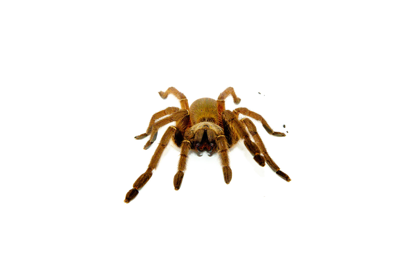 Emerald Skeleton Leg Tarantula For Sale | American Reptile Distributors