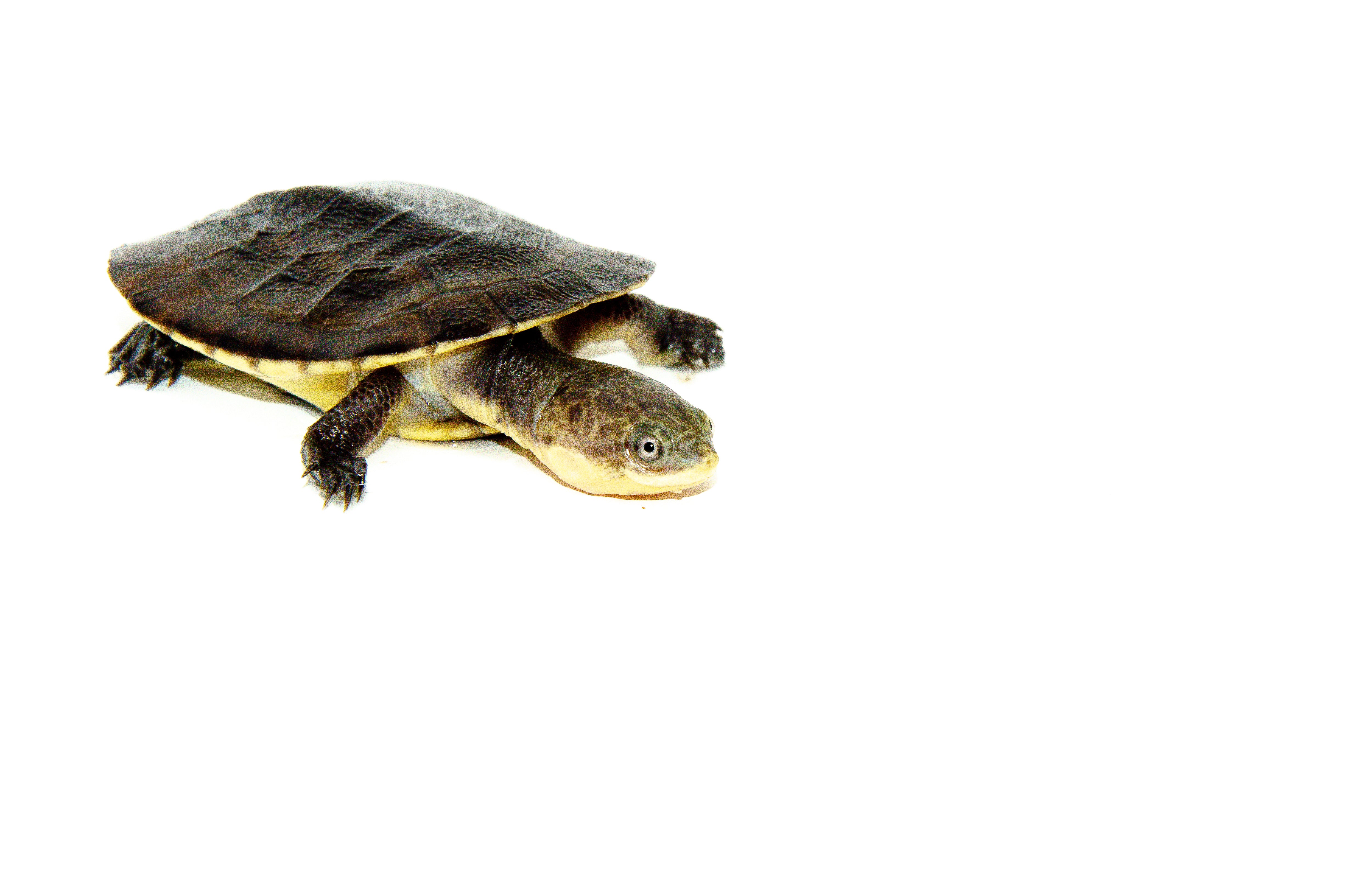 Gibba Sideneck Turtle Babies For Sale | American Reptile Distributors