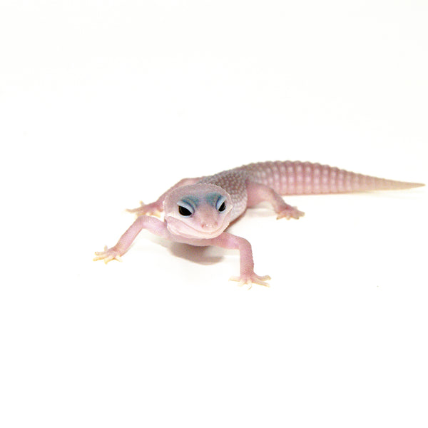 Mack Snow Blizzard Leopard Gecko