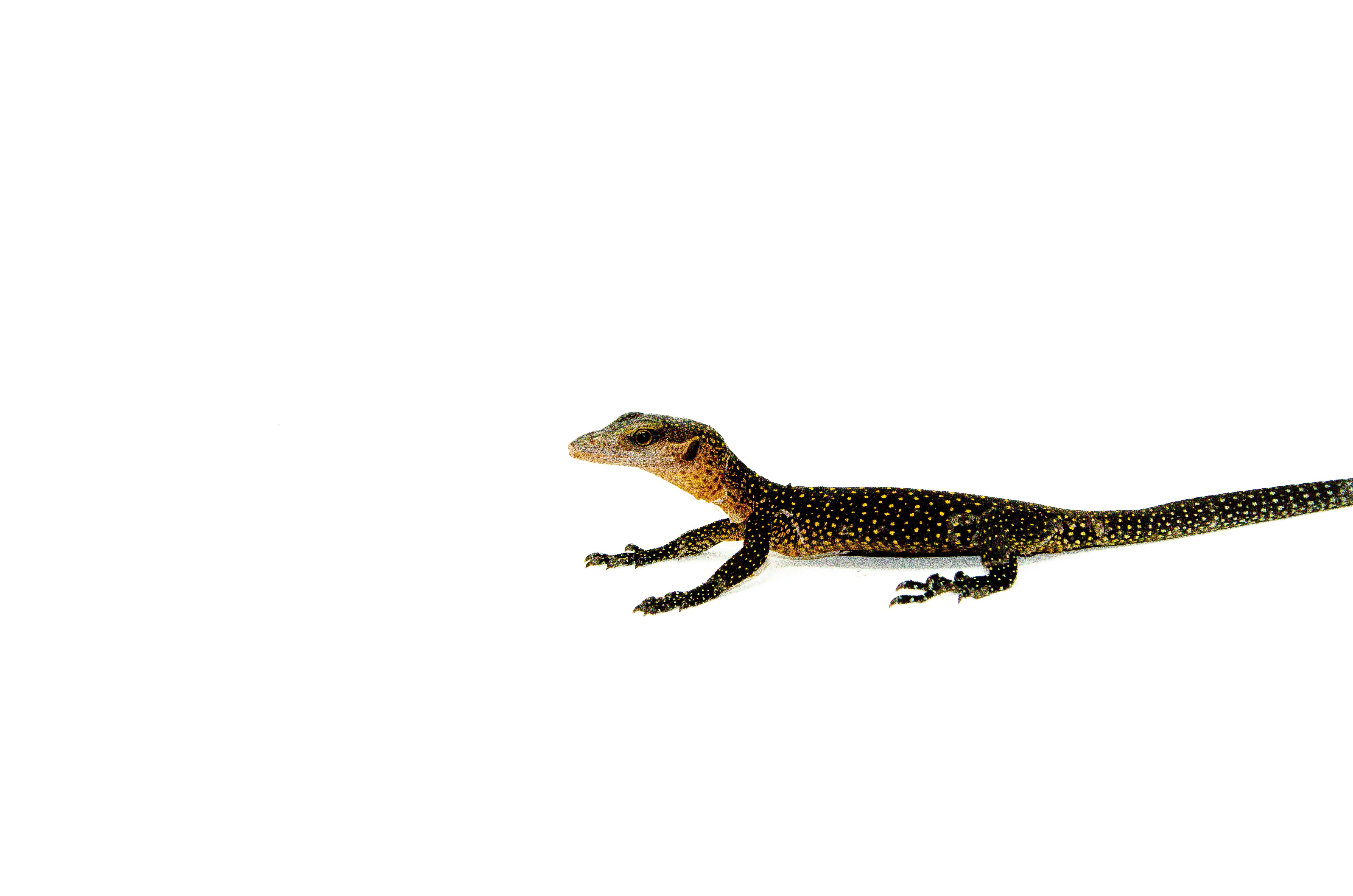 Baby Monitor Lizard