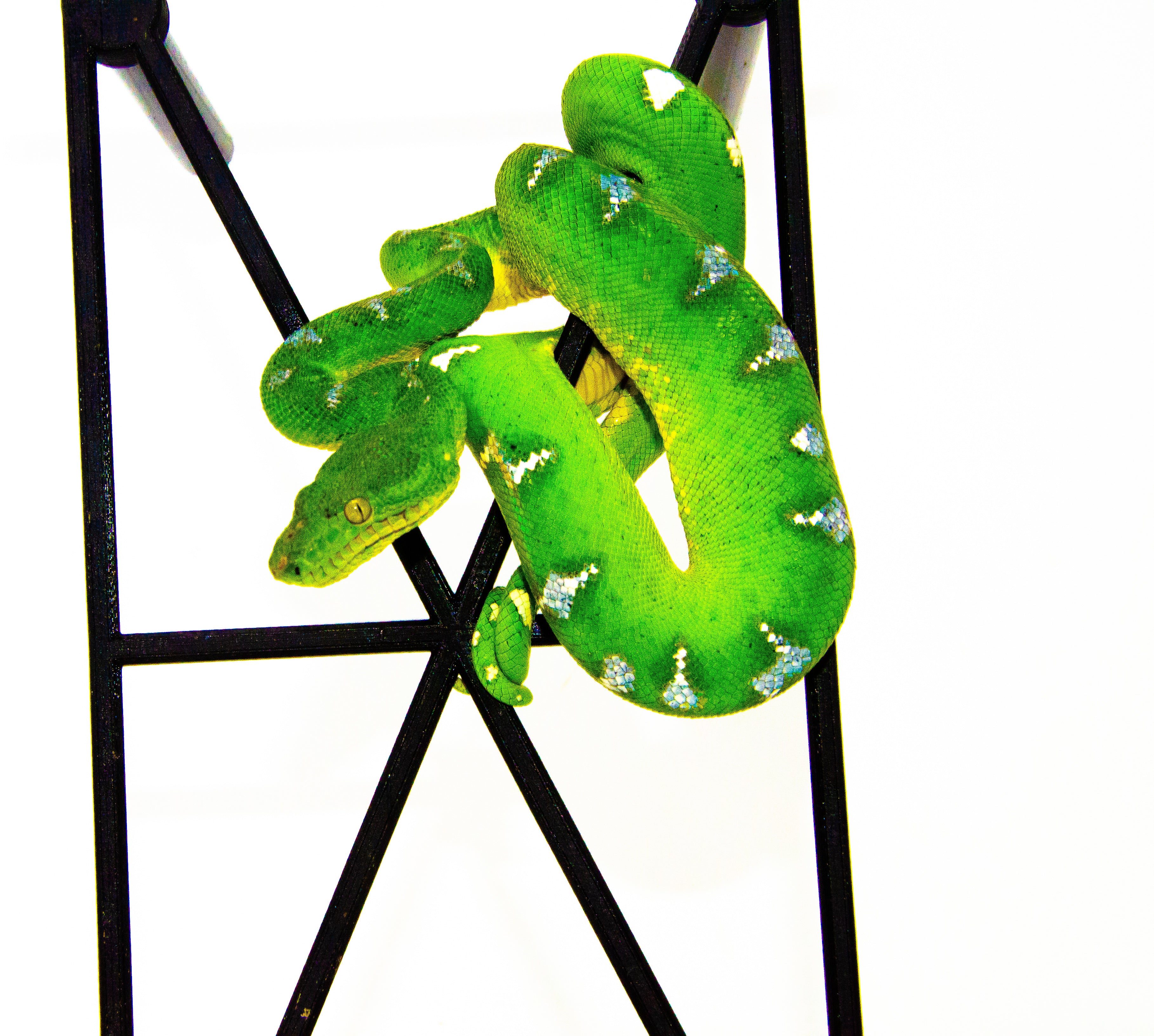 Emerald Tree Boa For Sale | American Reptile Distributors