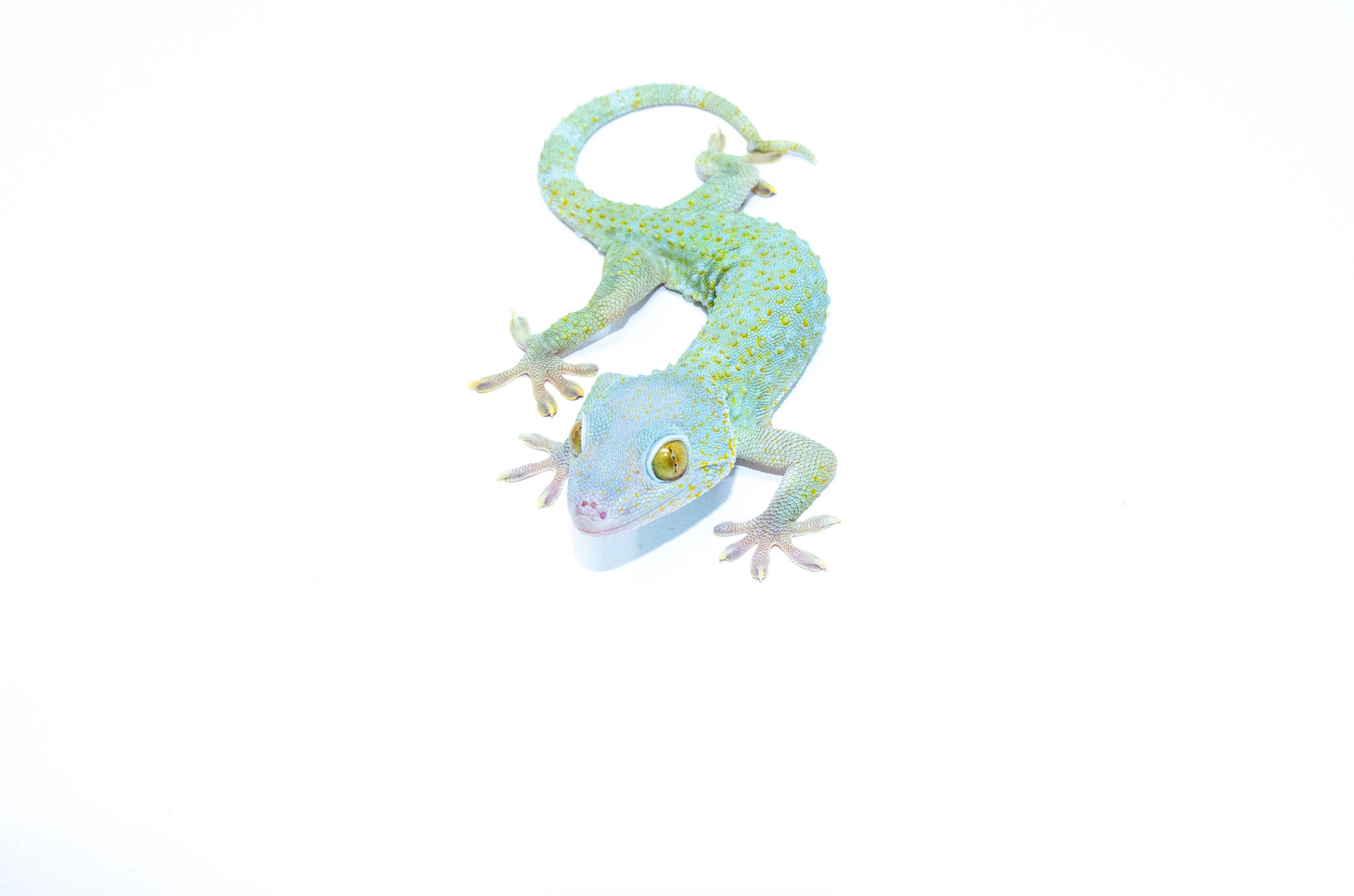 Powder Blue Tokay Gecko