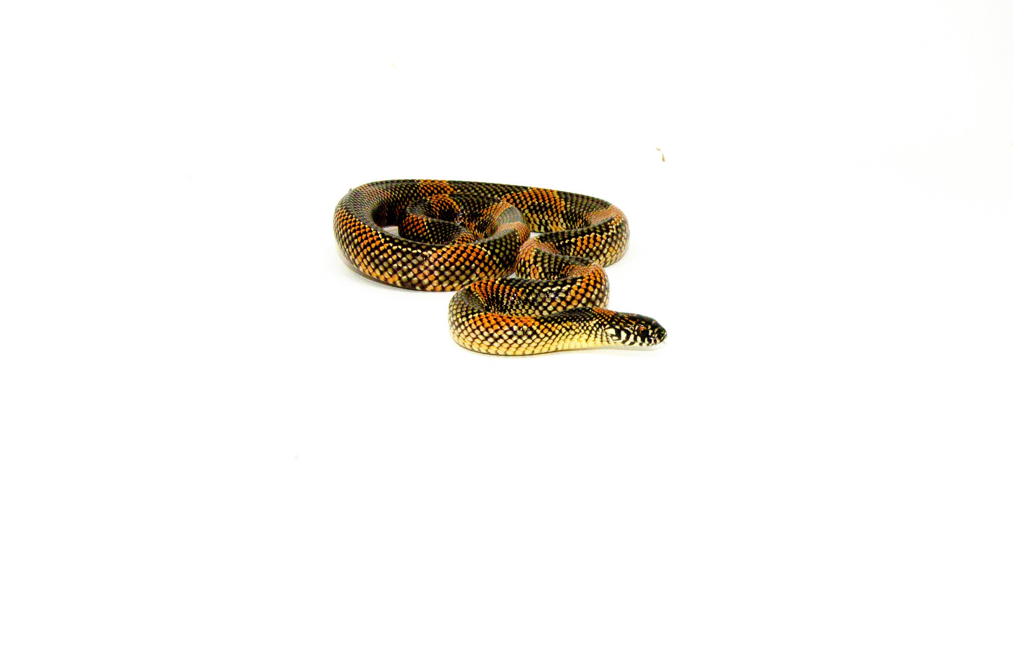 Blotched Patternless Kingsnake For Sale | American Reptile Distributors