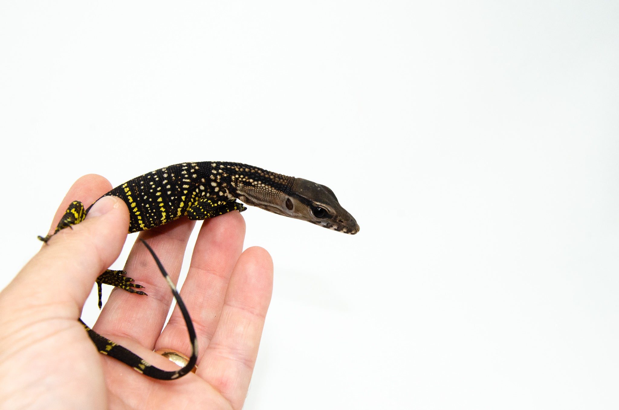 Black Roughneck Monitor Baby For Sale | American Reptile Distributors