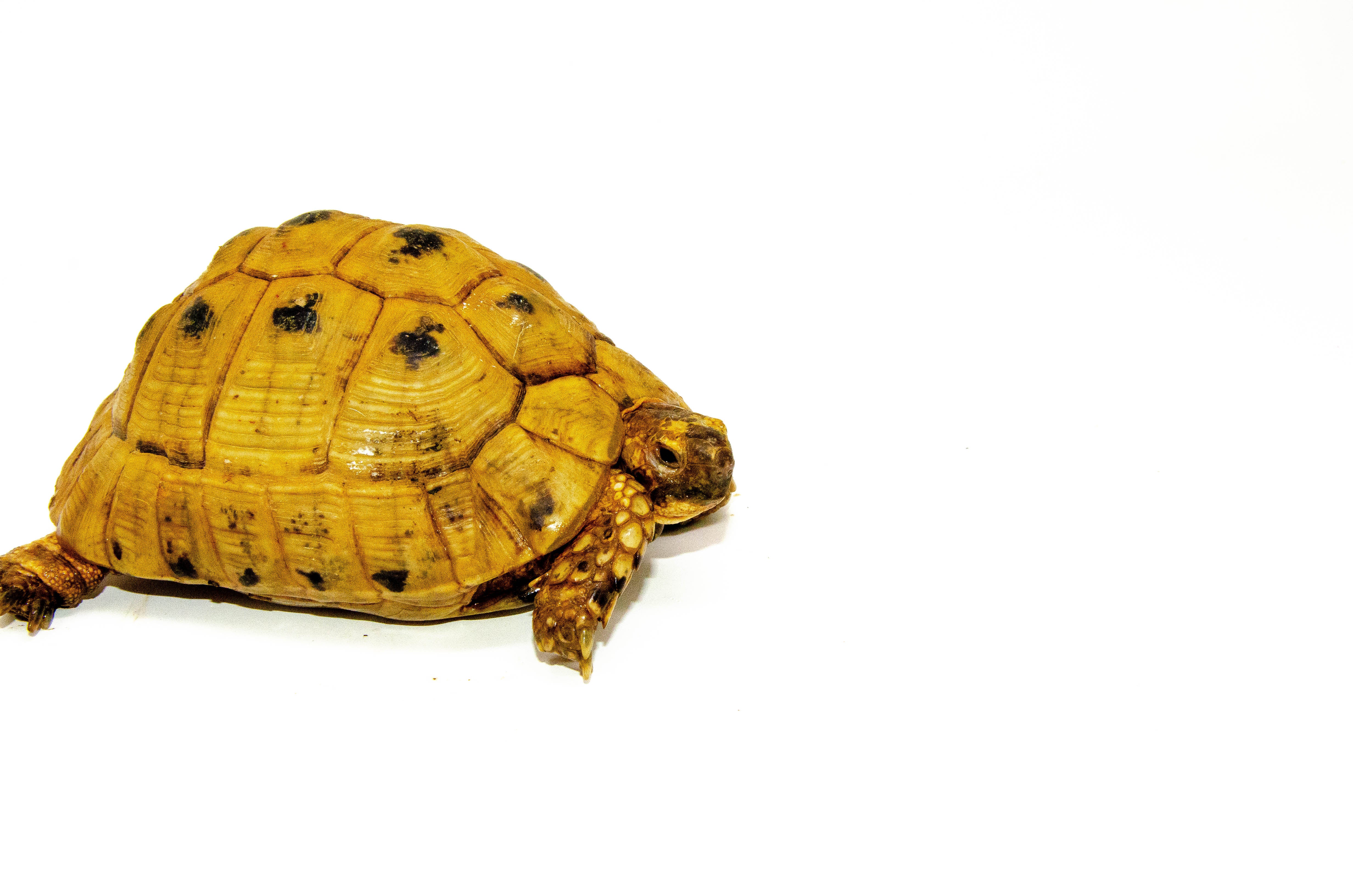 Syrian Golden Greek Tortoise For Sale | American Reptile Distributors